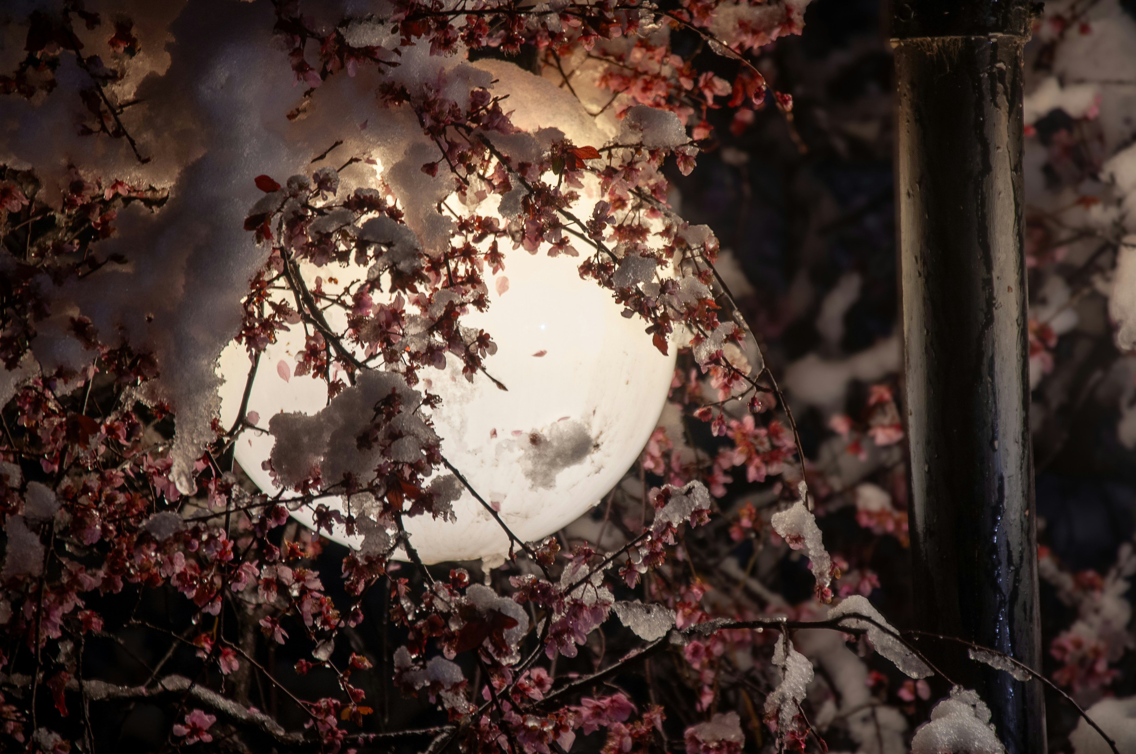 Photo by Justin Zhu with Nikon D90