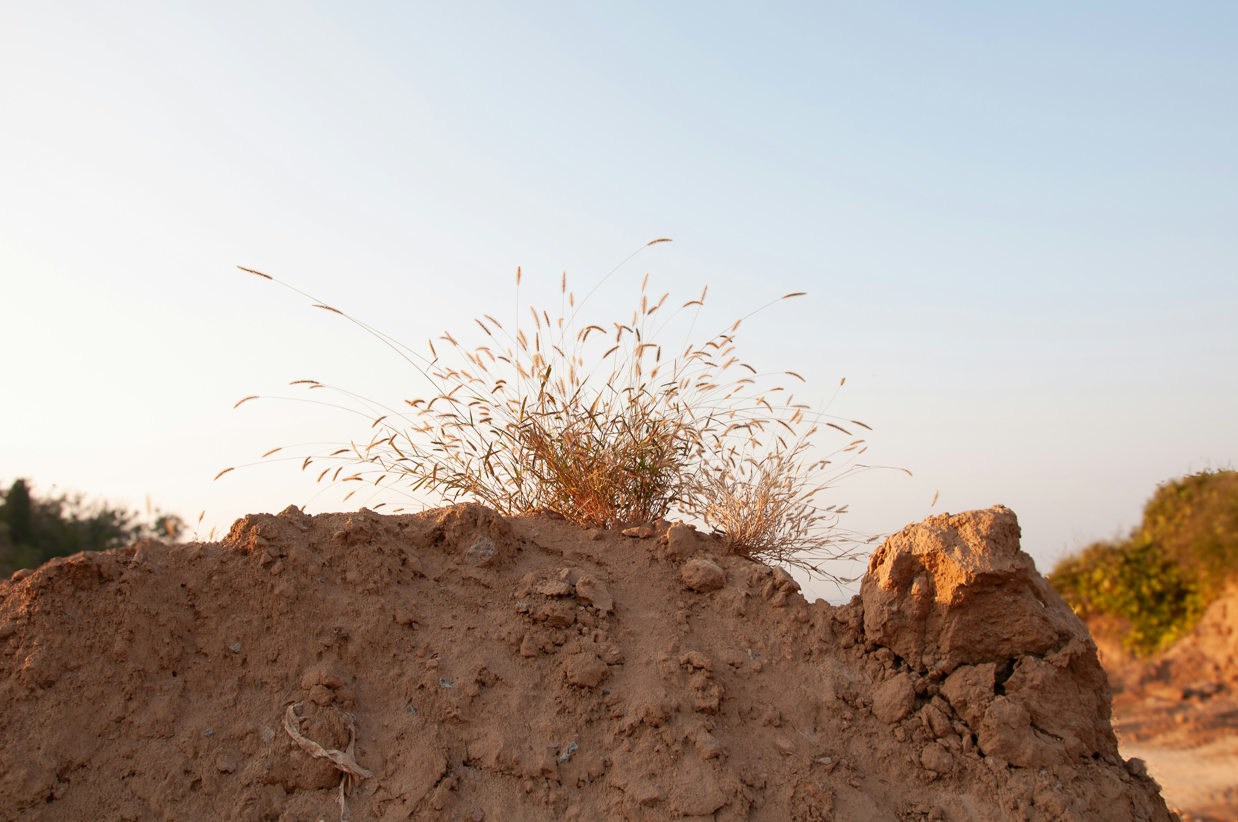 Tuft Rising from the Sunlit Mud Ridge