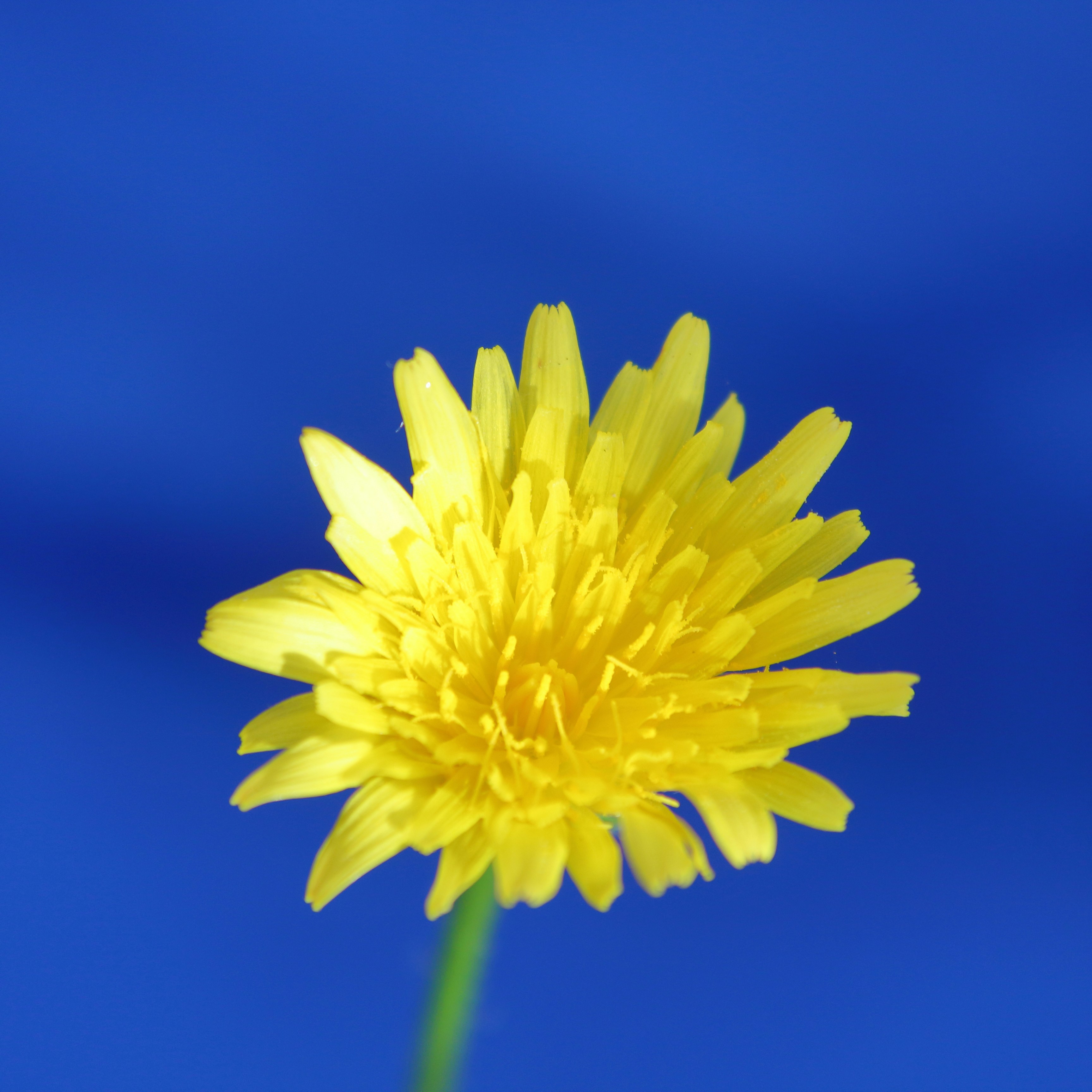 Cobalt Backdrop, Golden Bloom: Close-Up of a Yellow Flower
