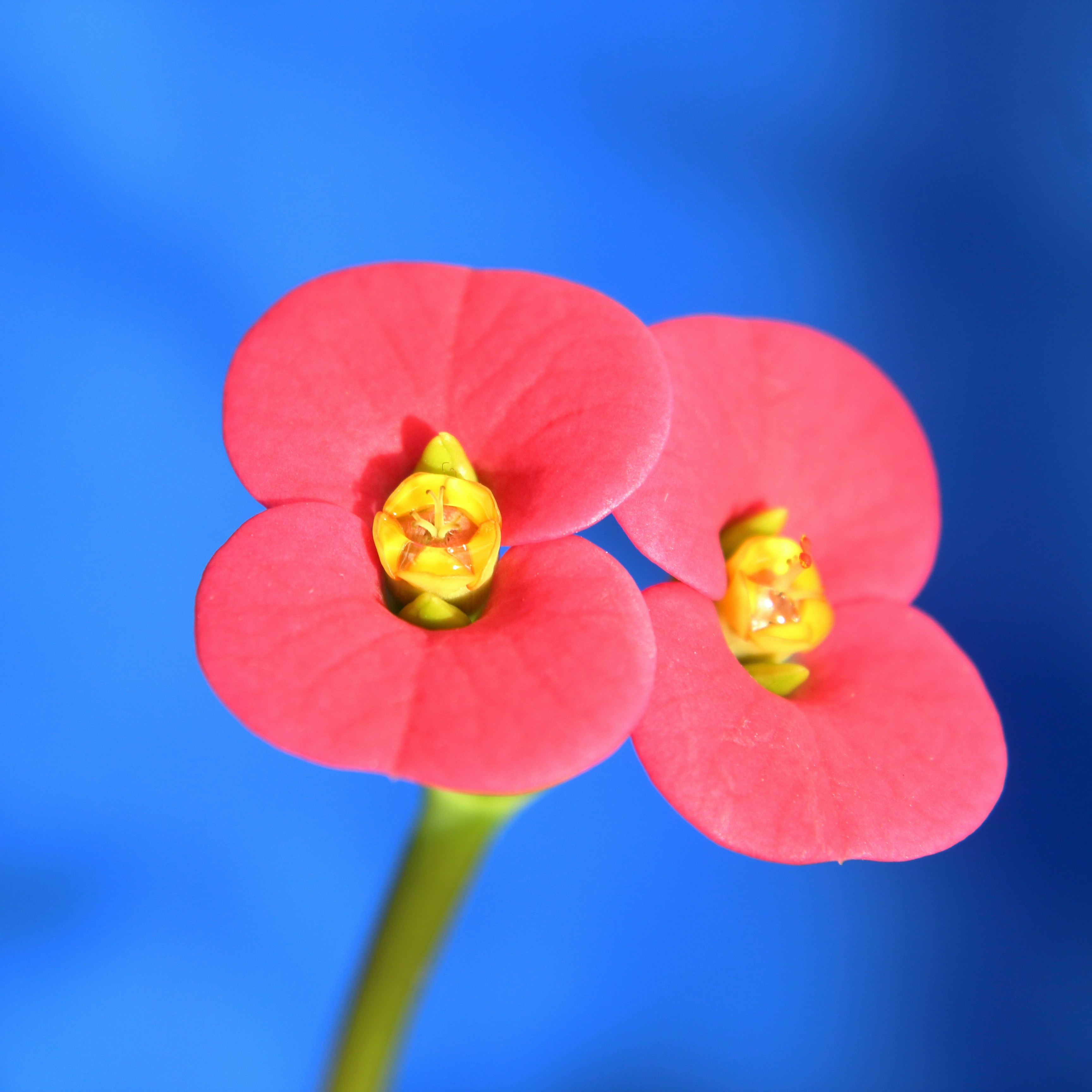 Scarlet Orchids on an Electric Blue Backdrop