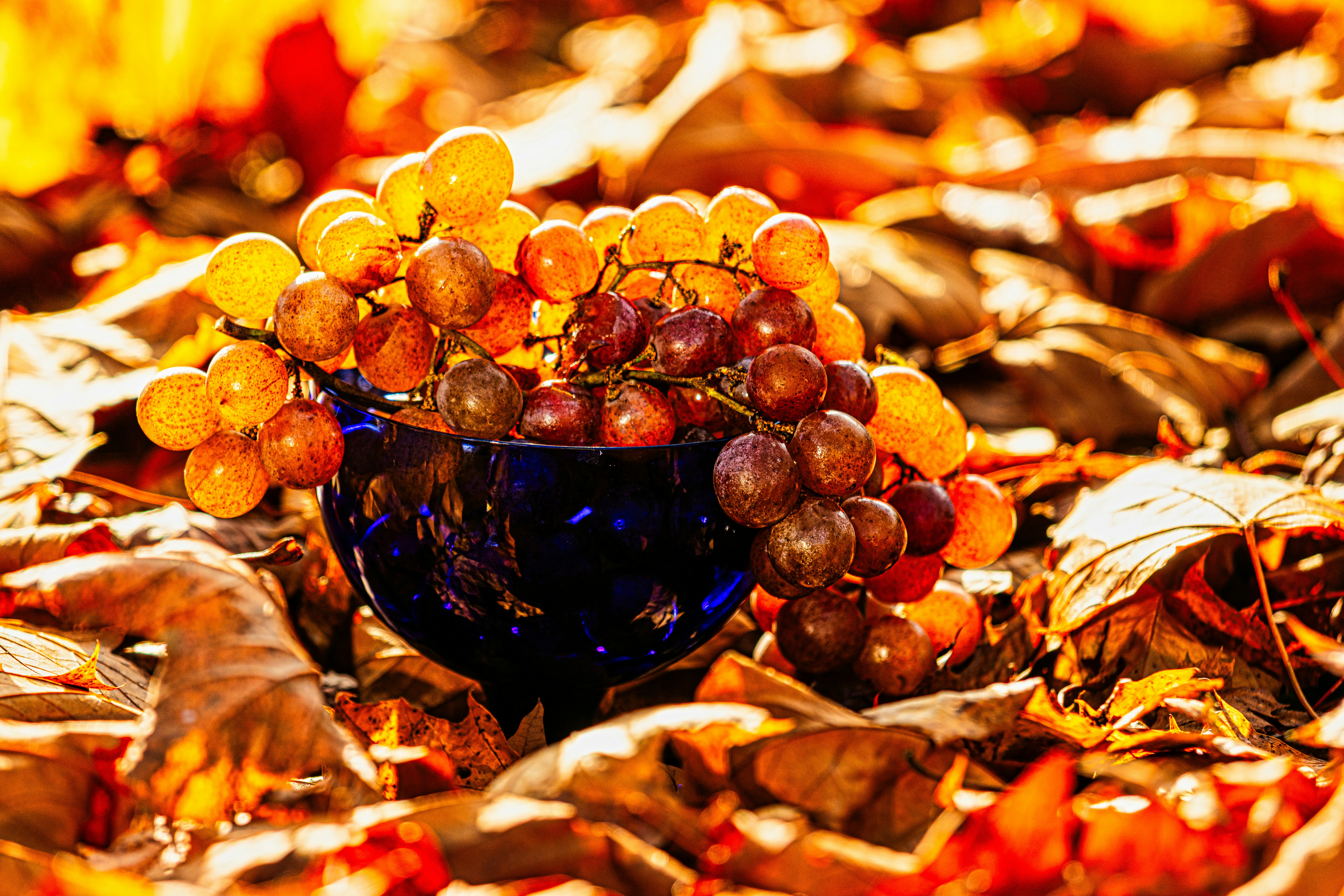 Grapes Nestled in a Sapphire Bowl Amid Ember Leaves