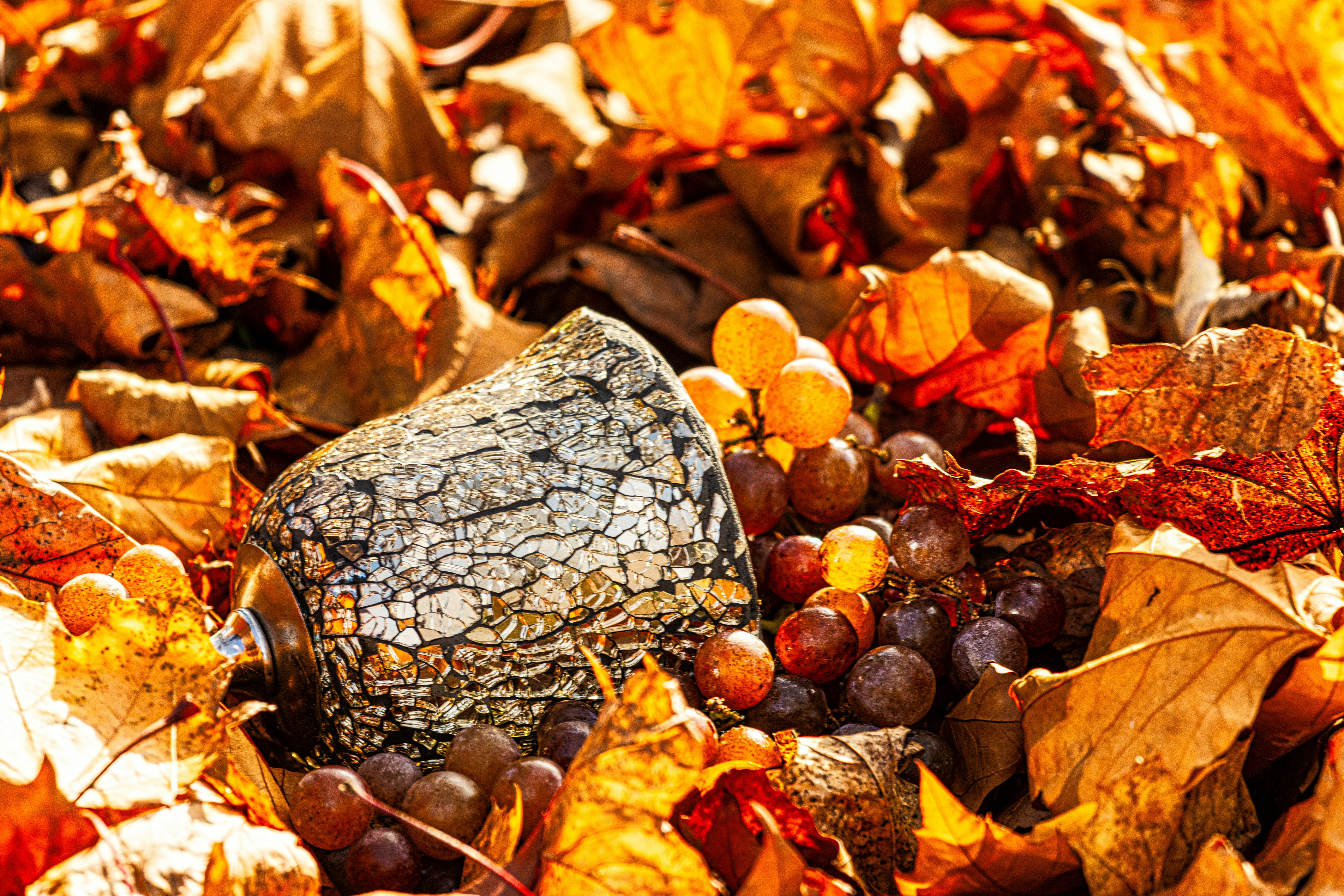 Photo by Marek Studzinski with Canon EOS R7