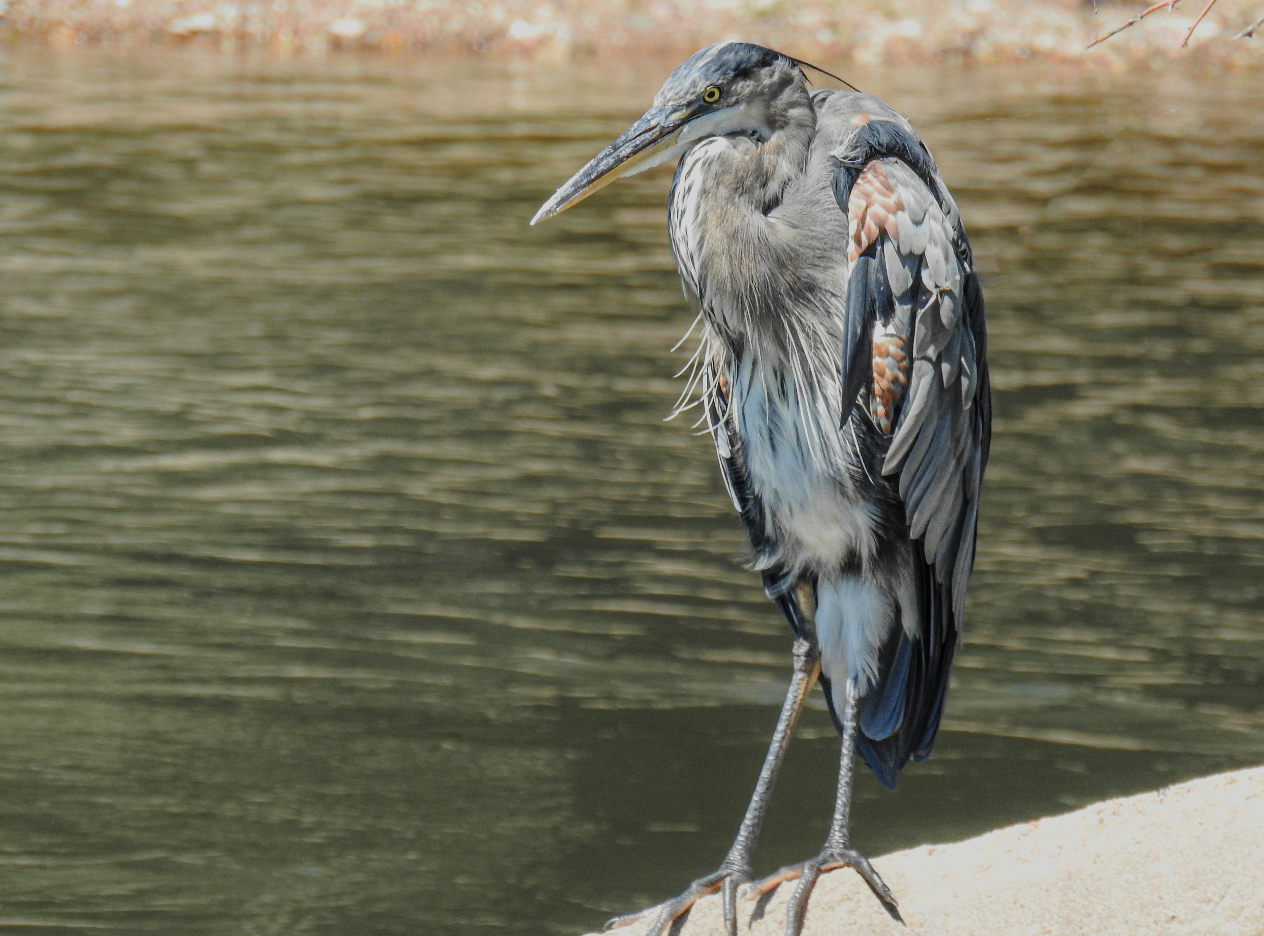 upclose shot of long legged Great Blue Heron waterbird looking for next meal standing next to river.