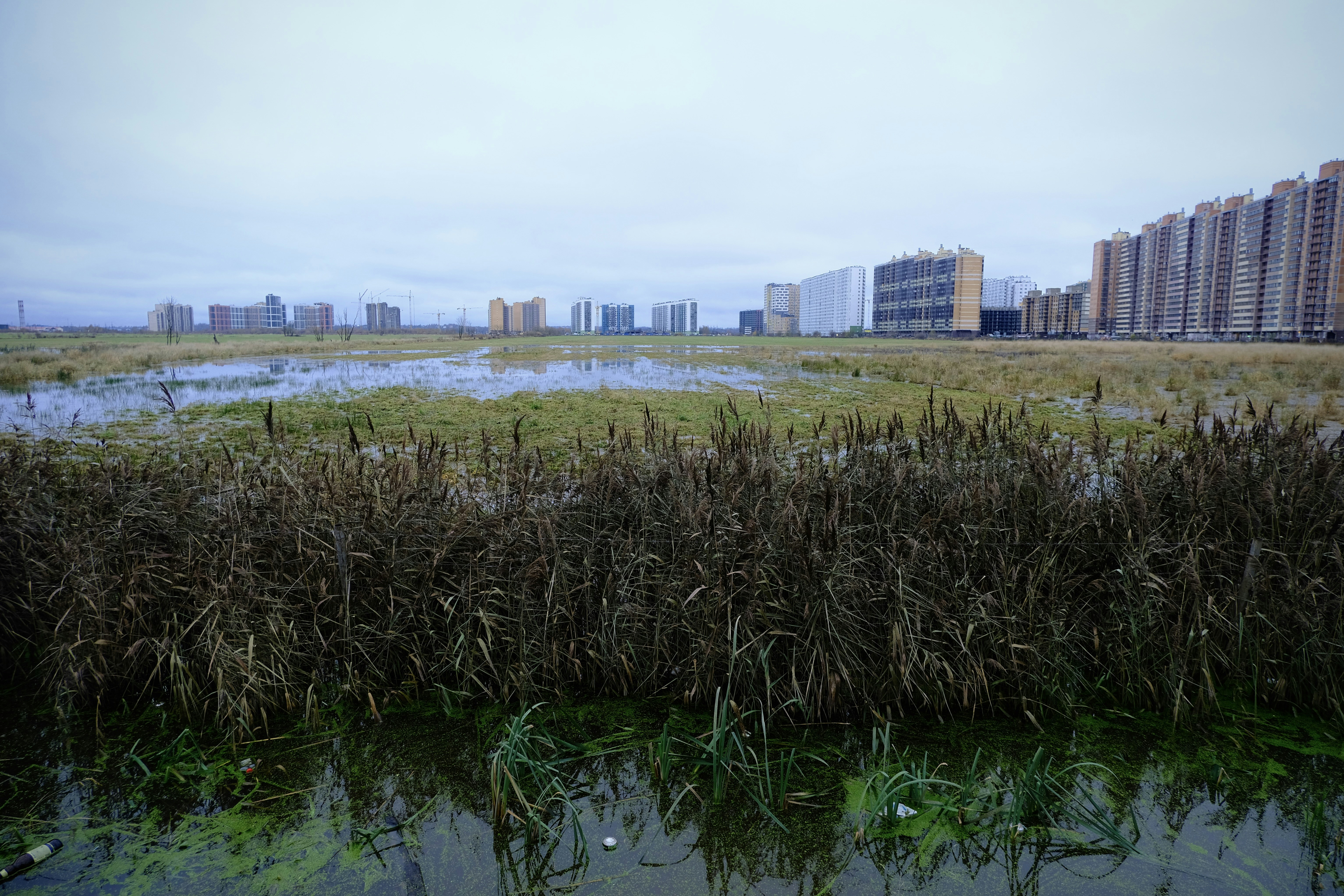 A marshy marsh with tall buildings in the background photo – Free ...