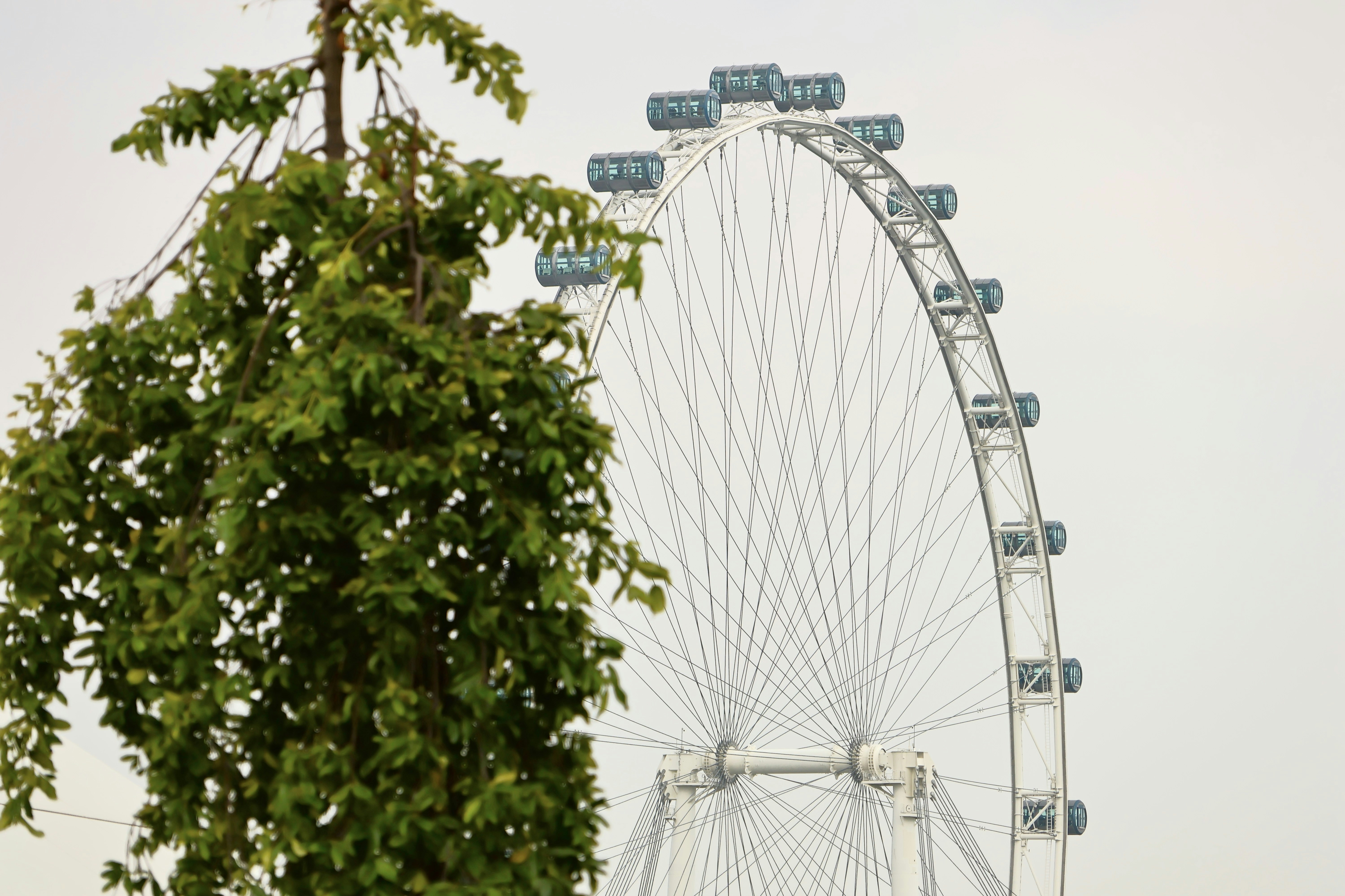 A large ferris wheel sitting next to a tree photo – Free Green Image on ...