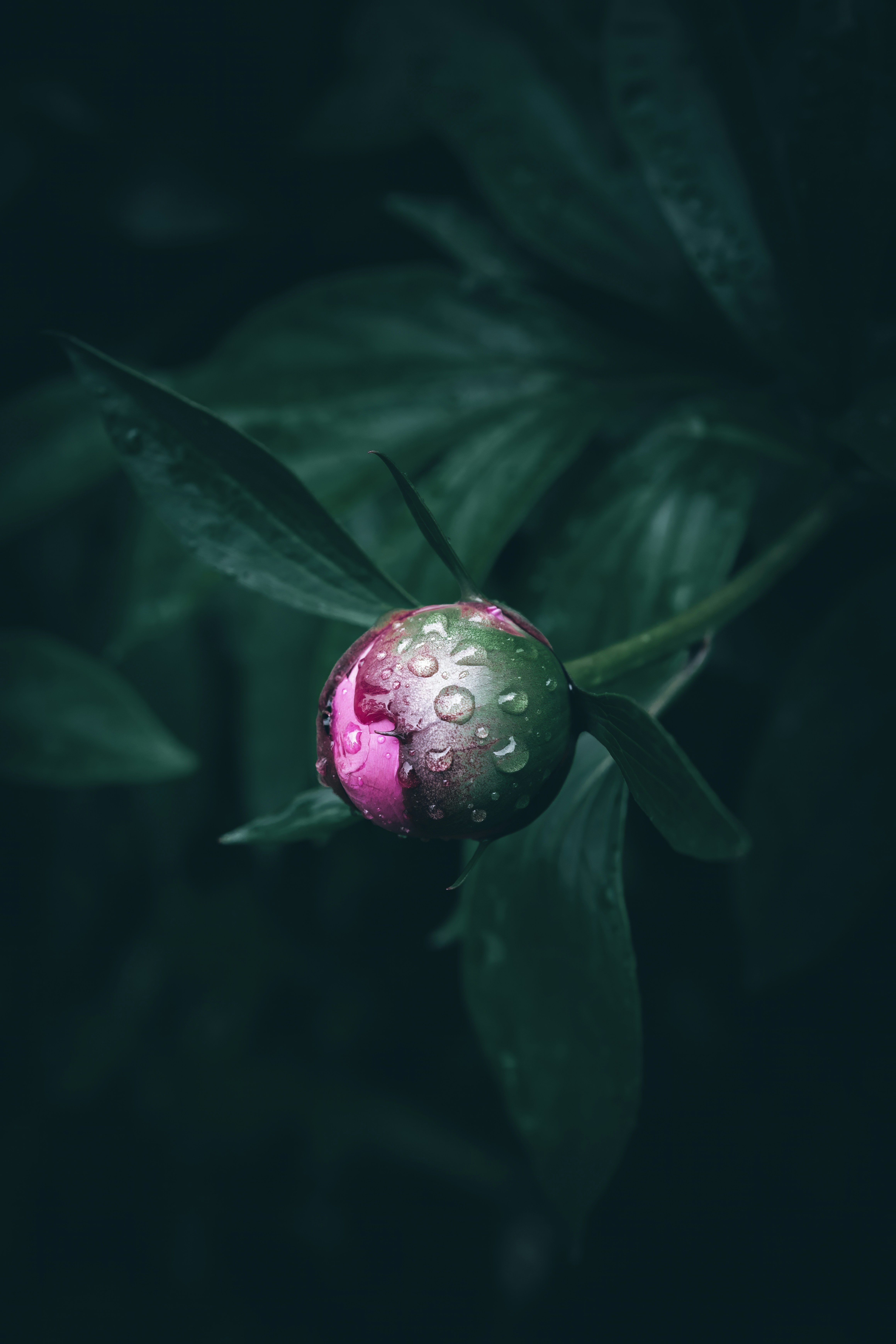 Dew-Crowned Pink Bud Amid Velvet Green