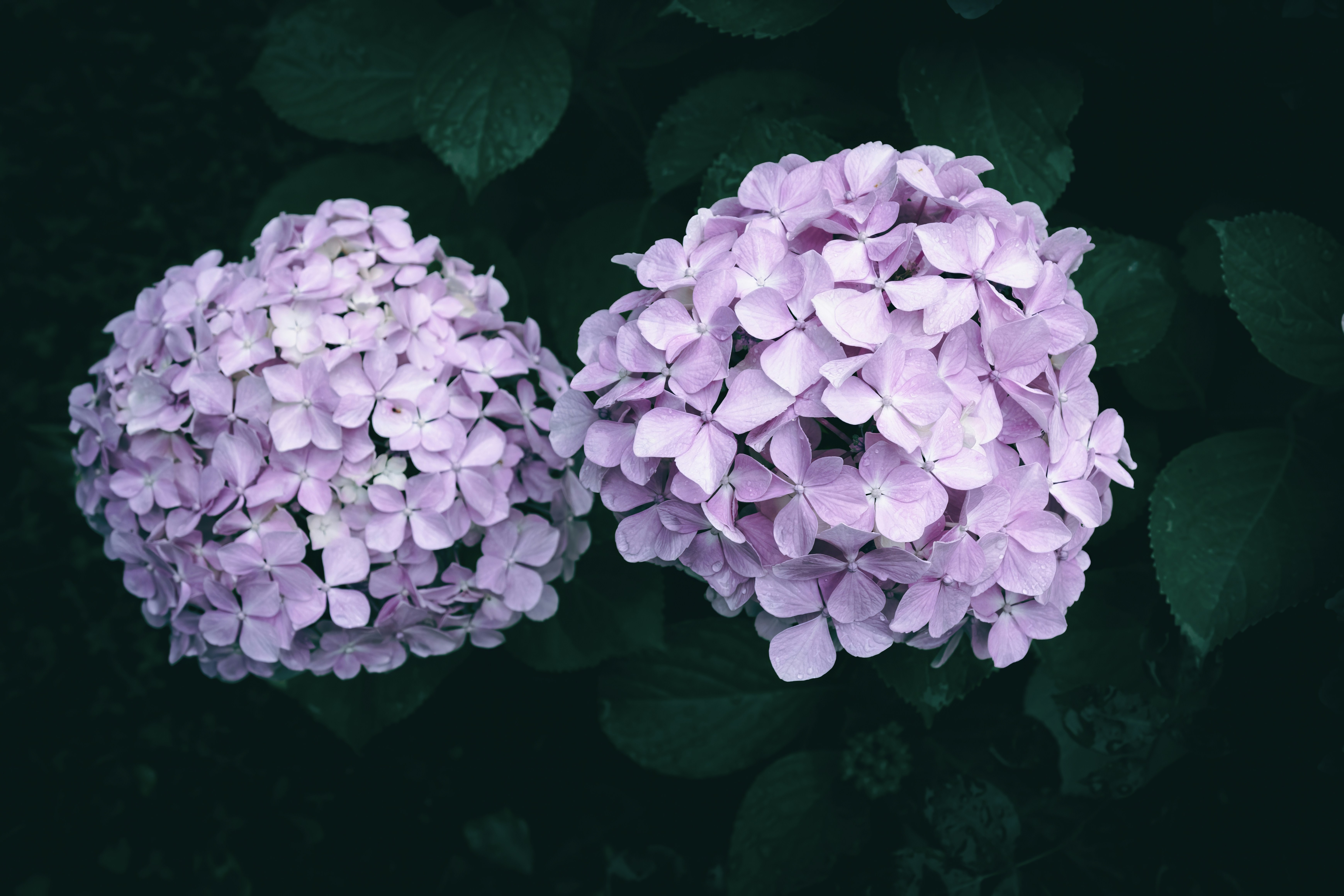 Twin Hydrangea Orbs Framed by Deep Green Foliage