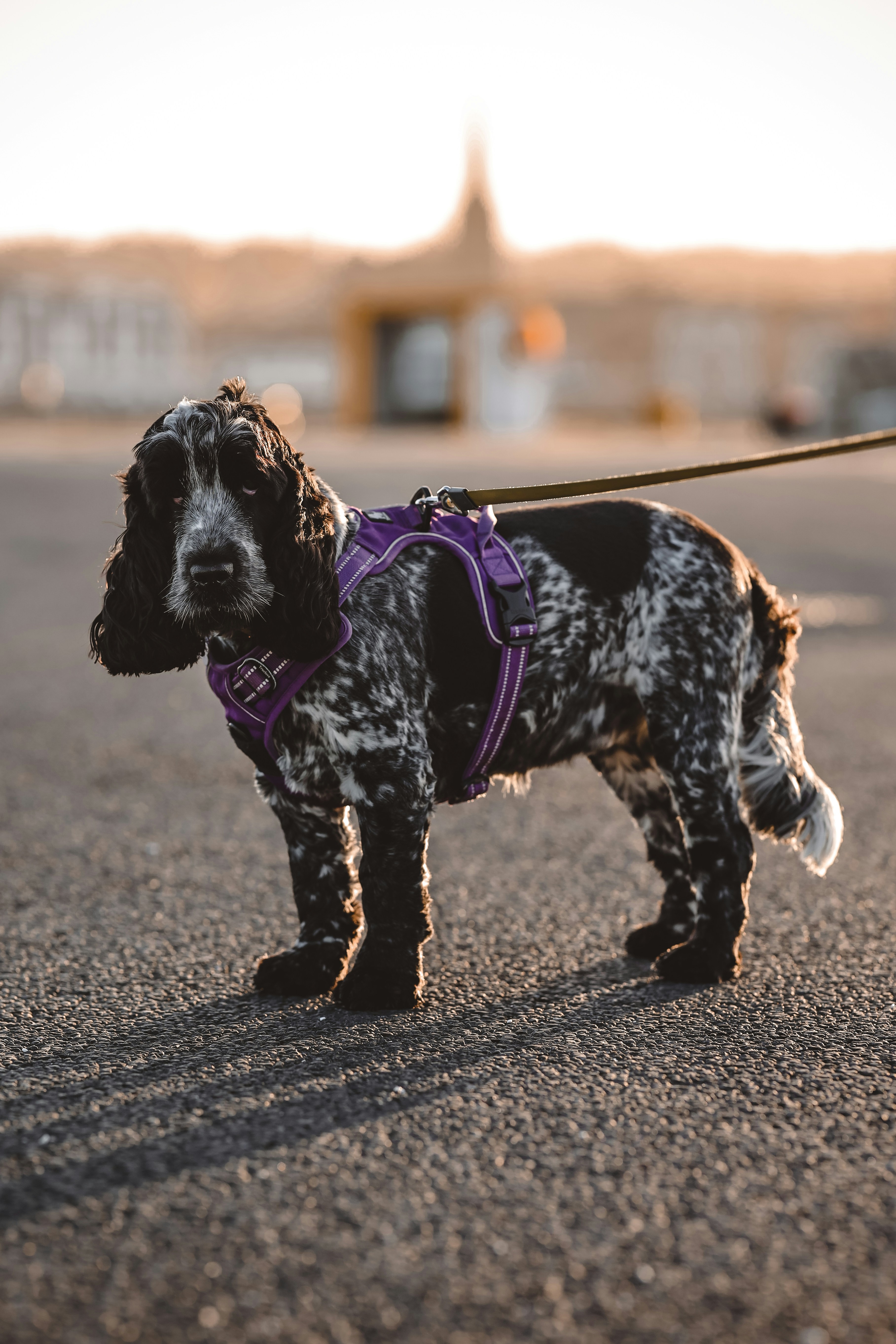 A black and white spotted cocker spaniel stands on a pavement, wearing a purple harness, with a soft sunset glow in the background.