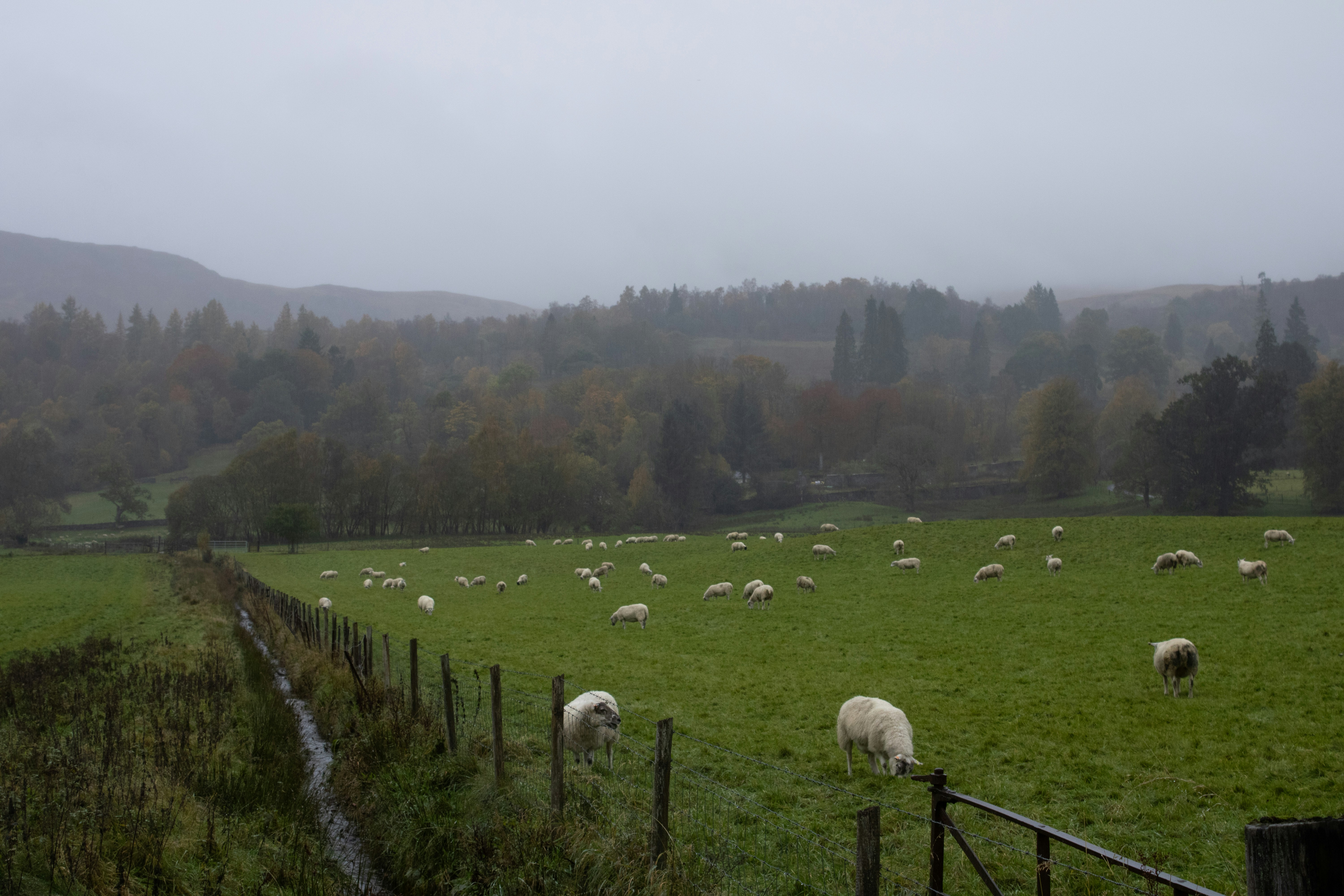 Mist-Lined Pasture: Flock Graze Beneath Cloudy Hills