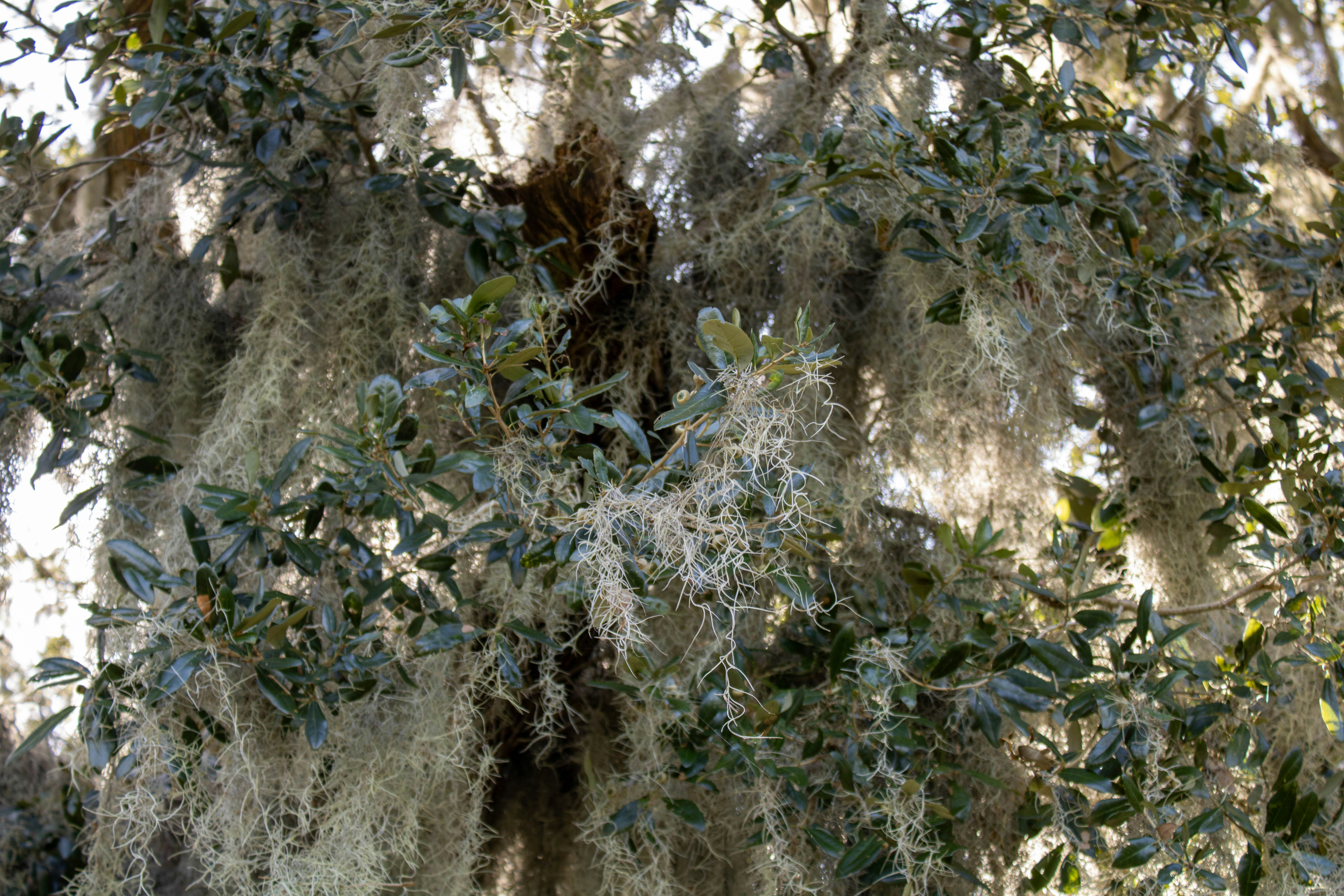 Spanish Moss Canopy: Quiet Drape Over Branches