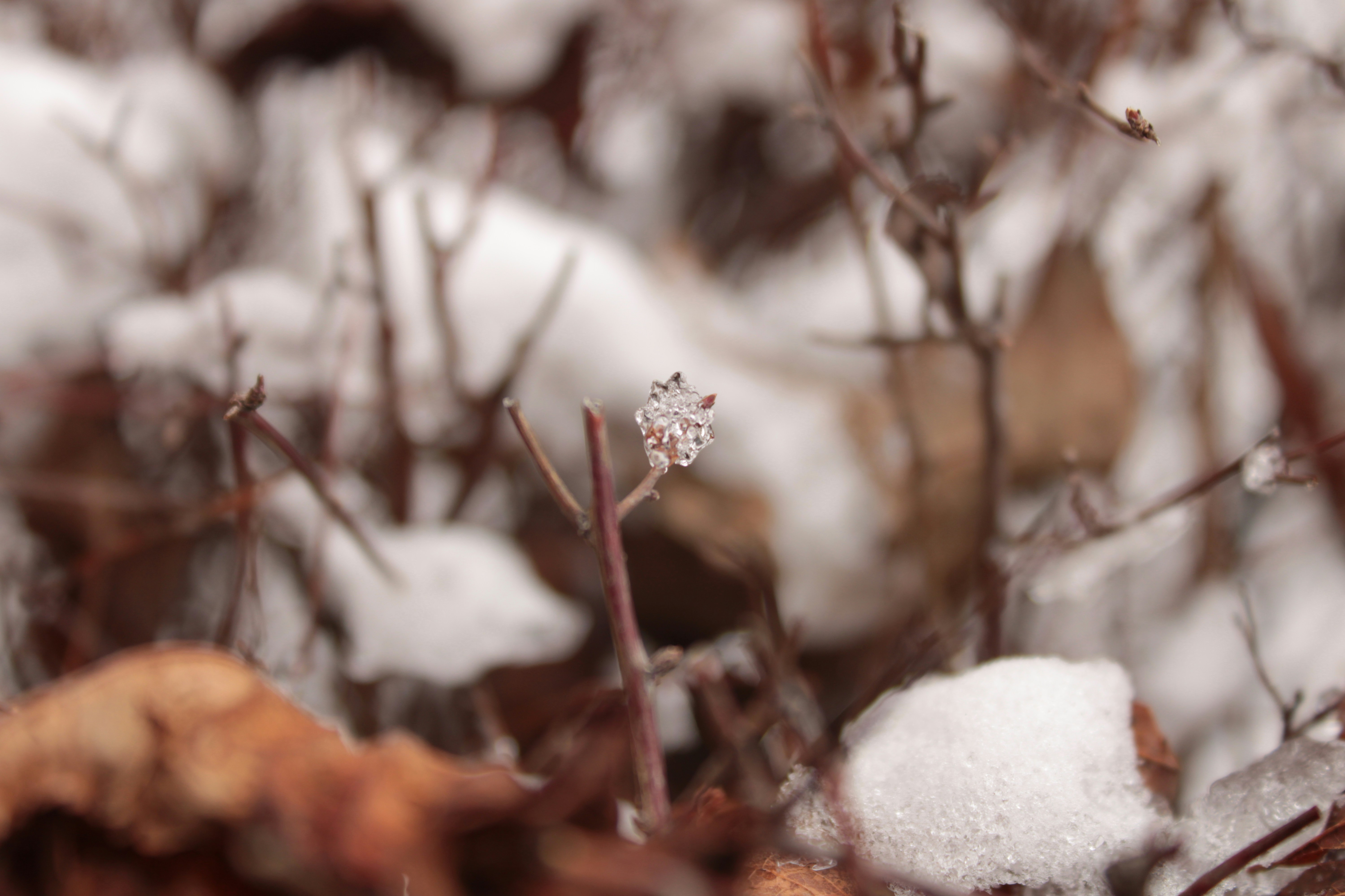 a close up of a plant with snow on it