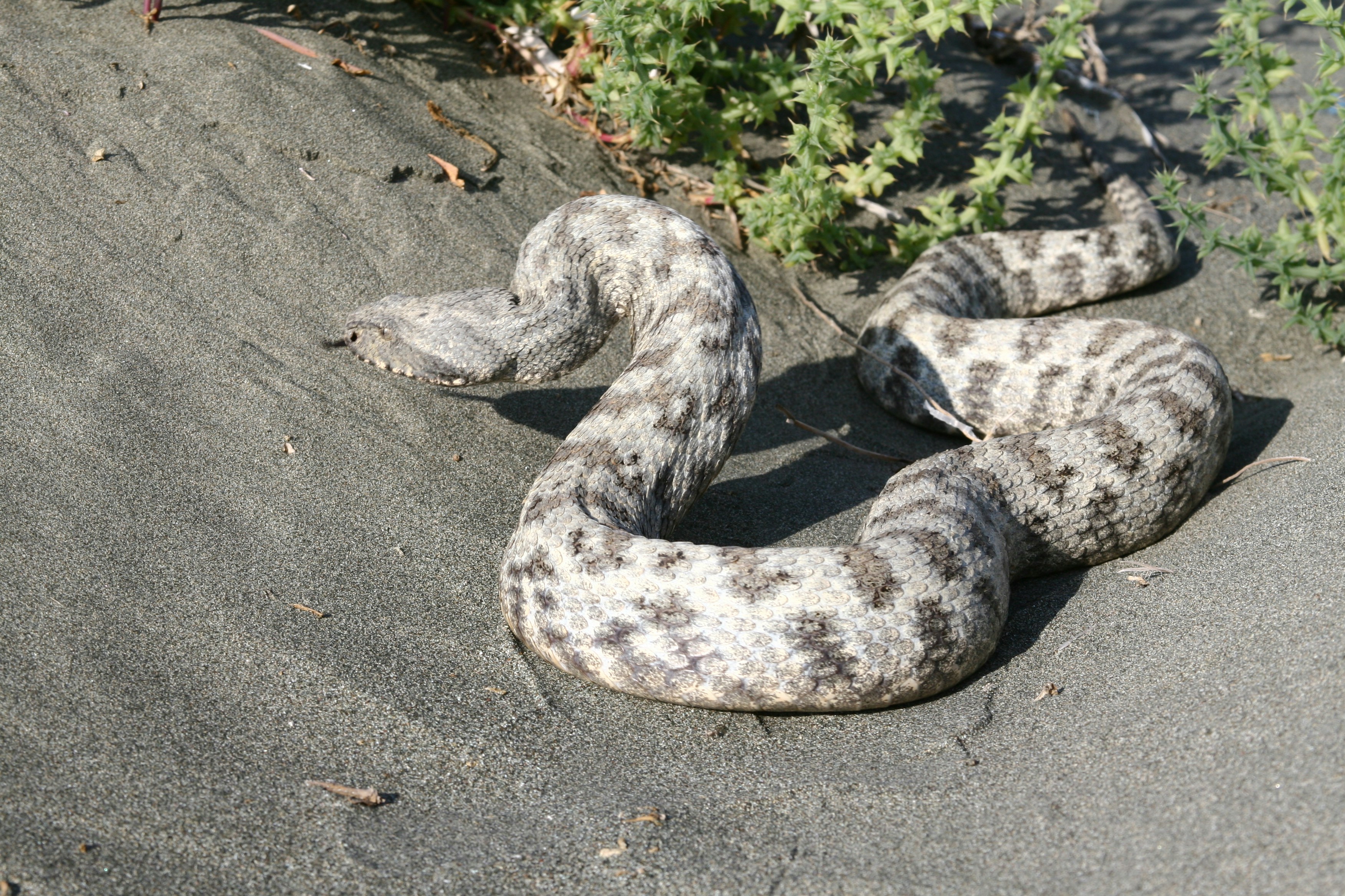 A snake that is laying down in the sand photo – Free Grey Image on Unsplash