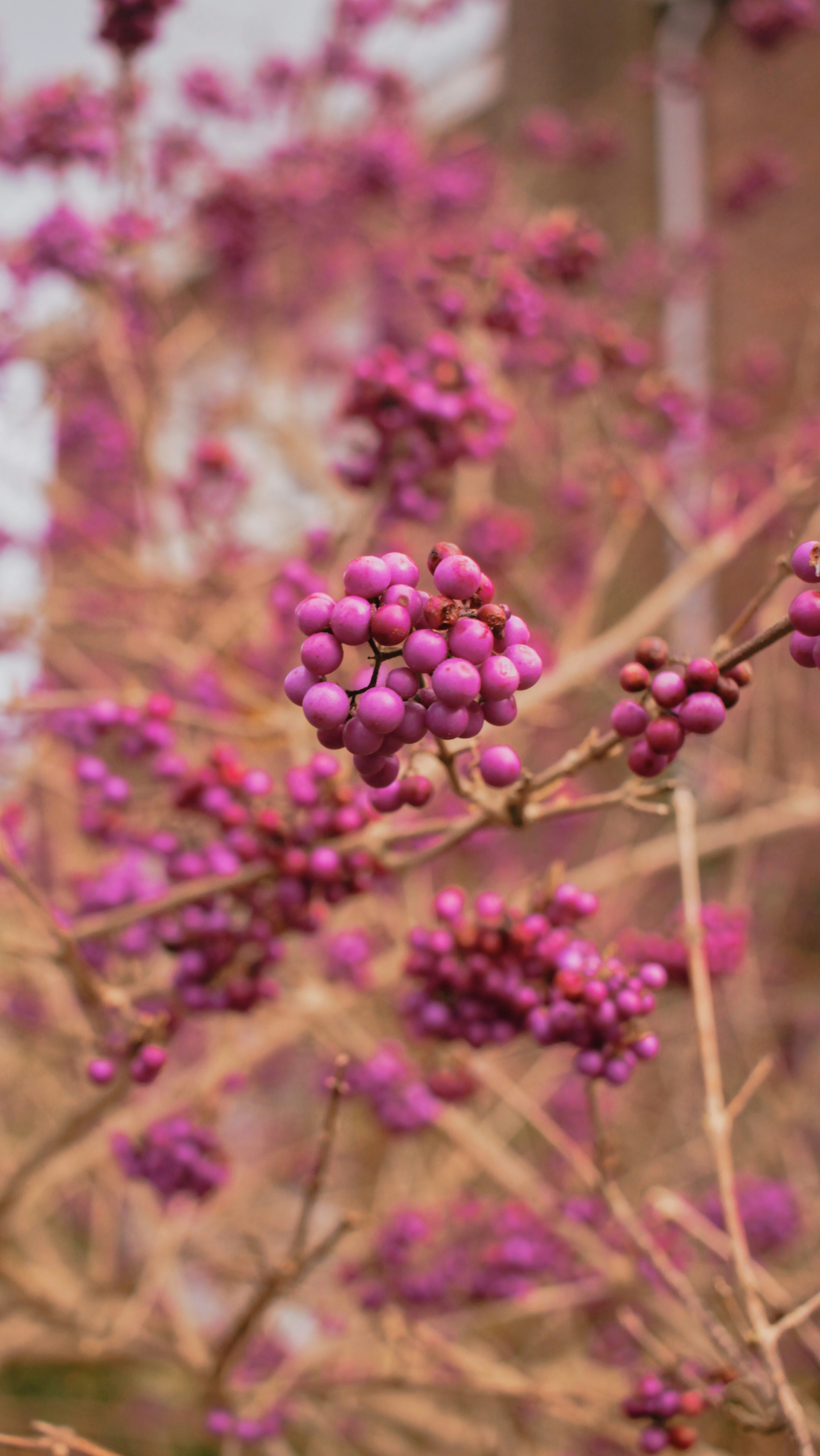 American beautyberry in Autumn