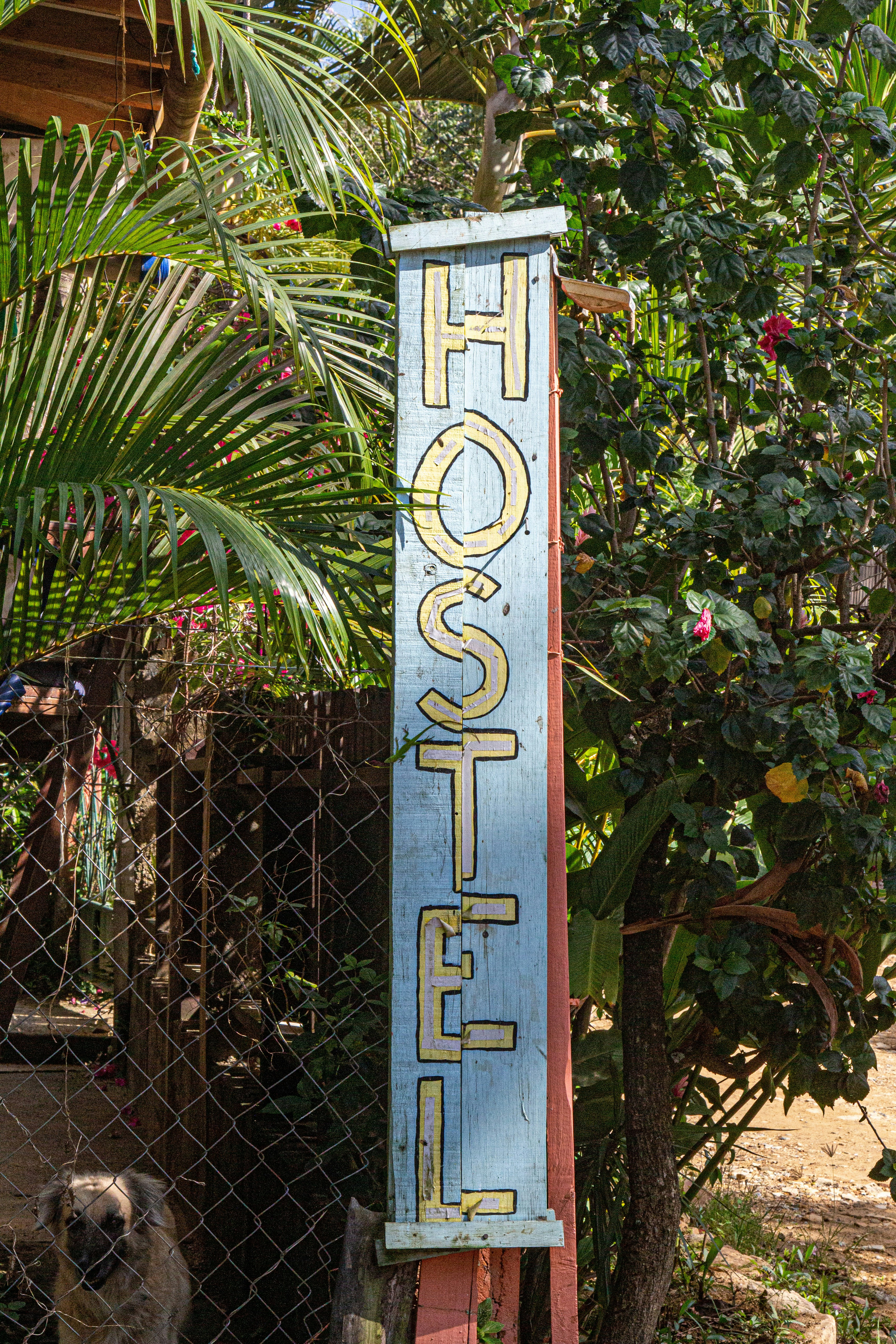 Blue Vertical Hostel Sign Framed by Palm Fronds and Bougainvillea