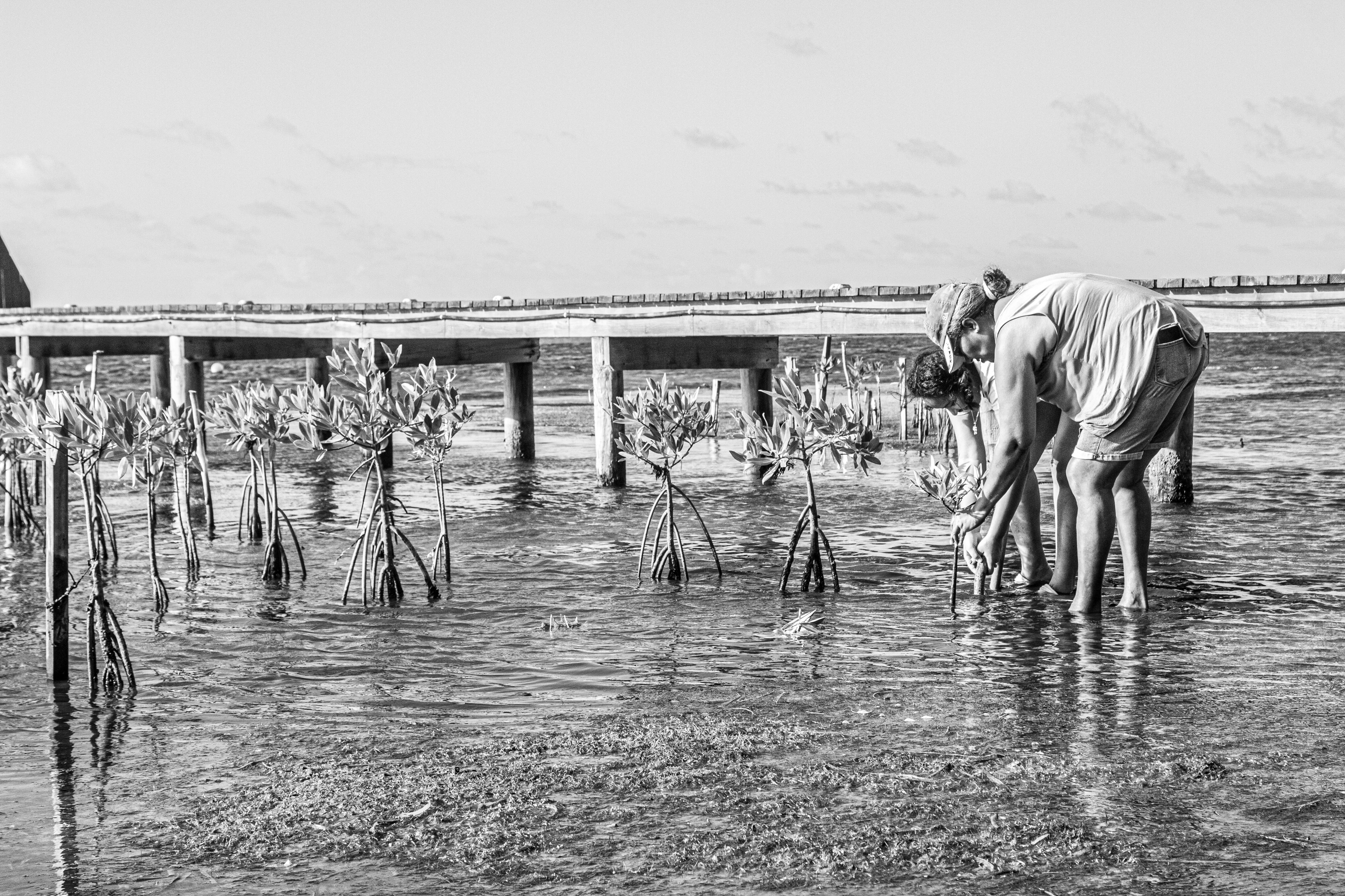 Rooting the Tide: Two Volunteers Plant Mangroves by the Pier