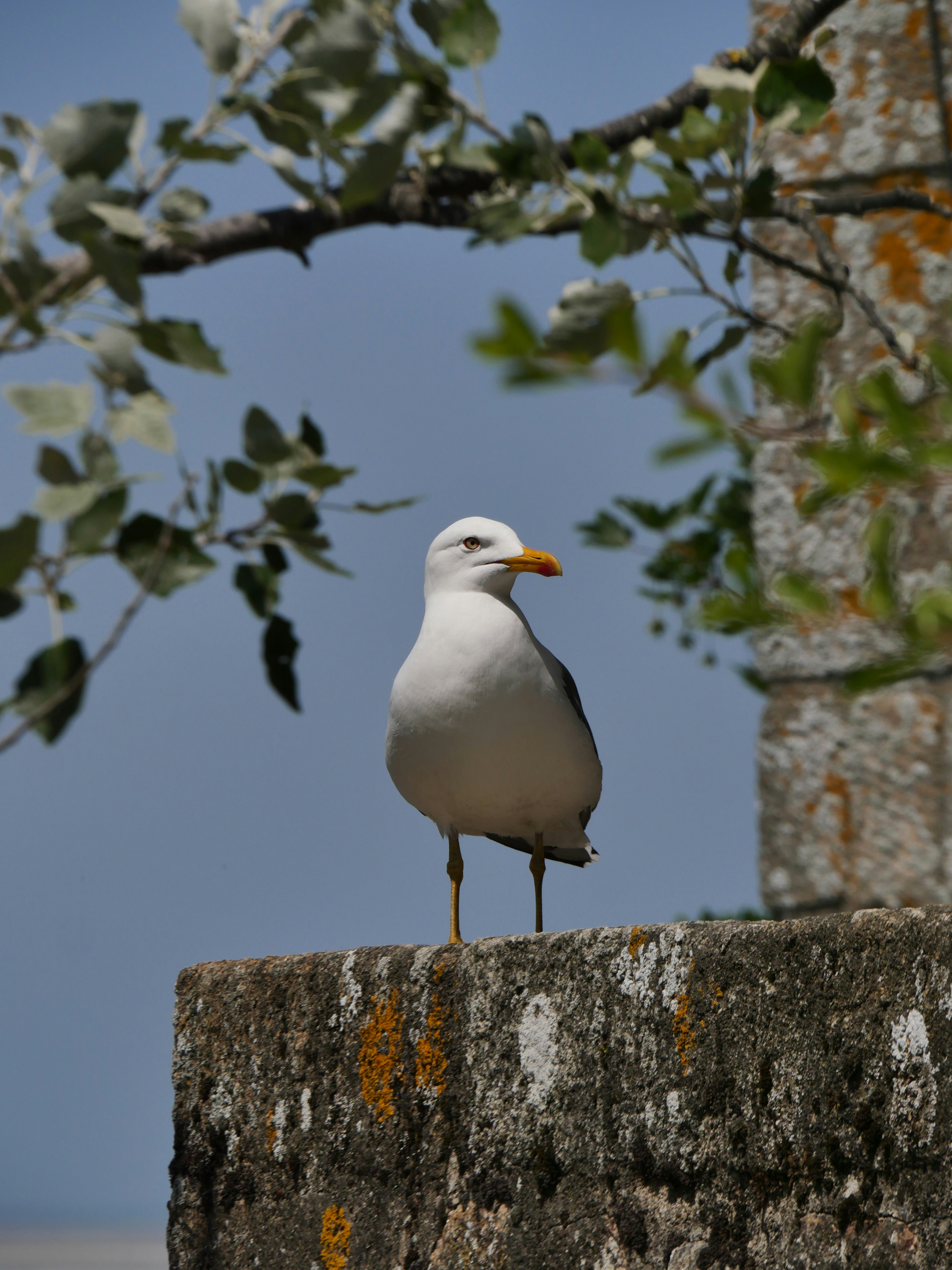 Coastal Sentinel: Seagull on a Moss-Streaked Stone Parapet