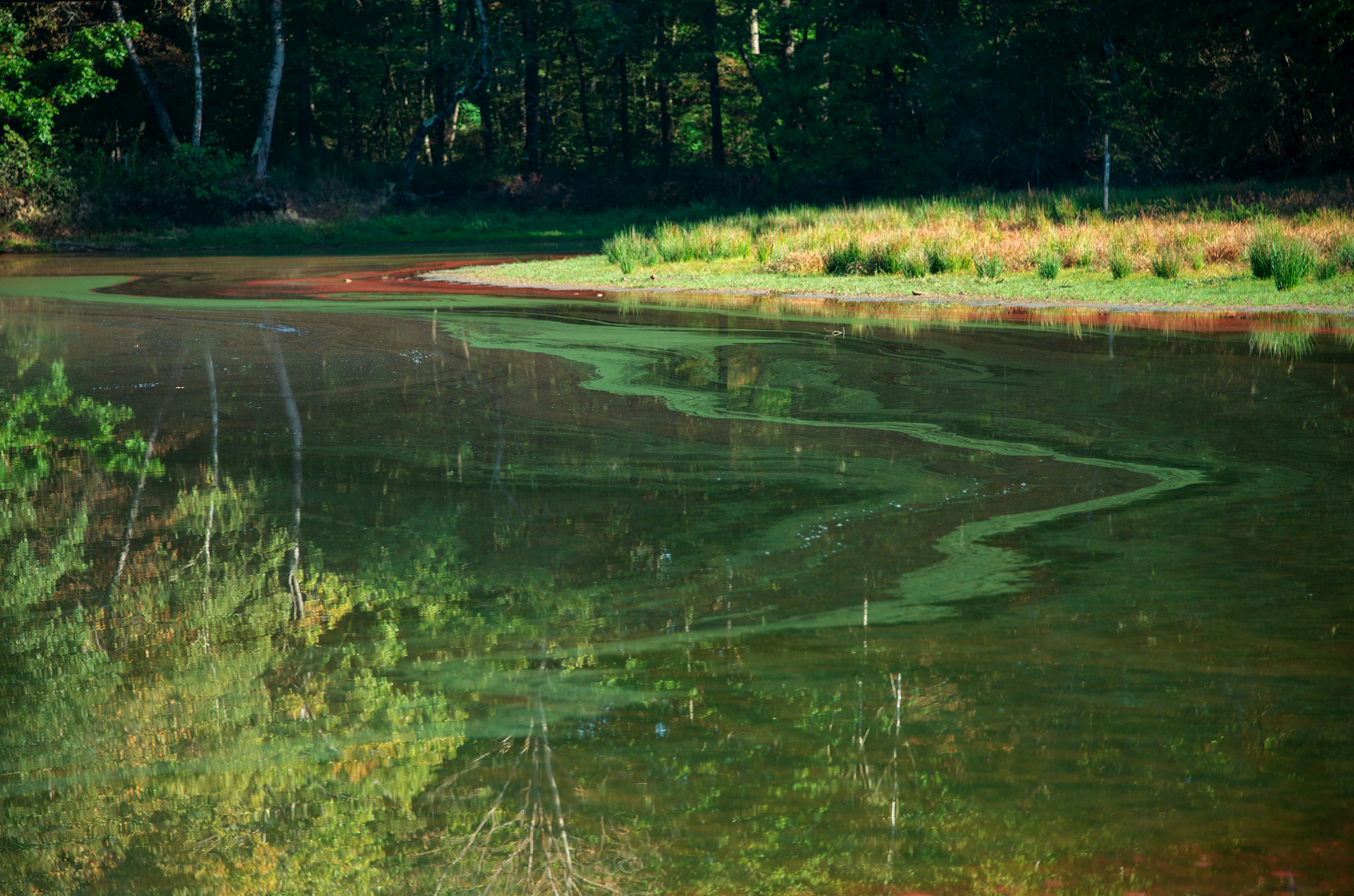 Serpentine Green Ribbon Across a Quiet Pond