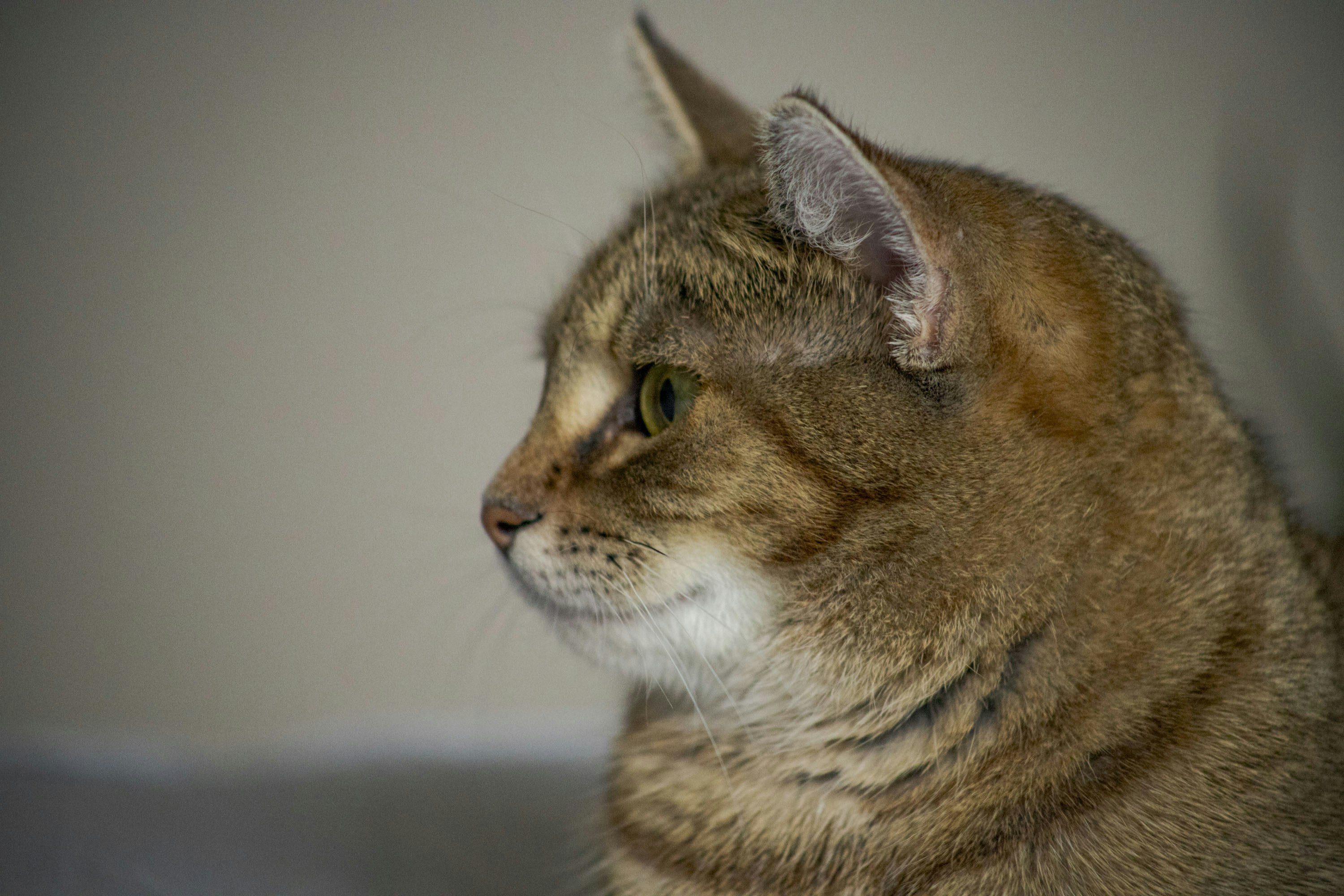 Amber Gaze in Soft Light: A Profile Portrait of a Domestic Cat