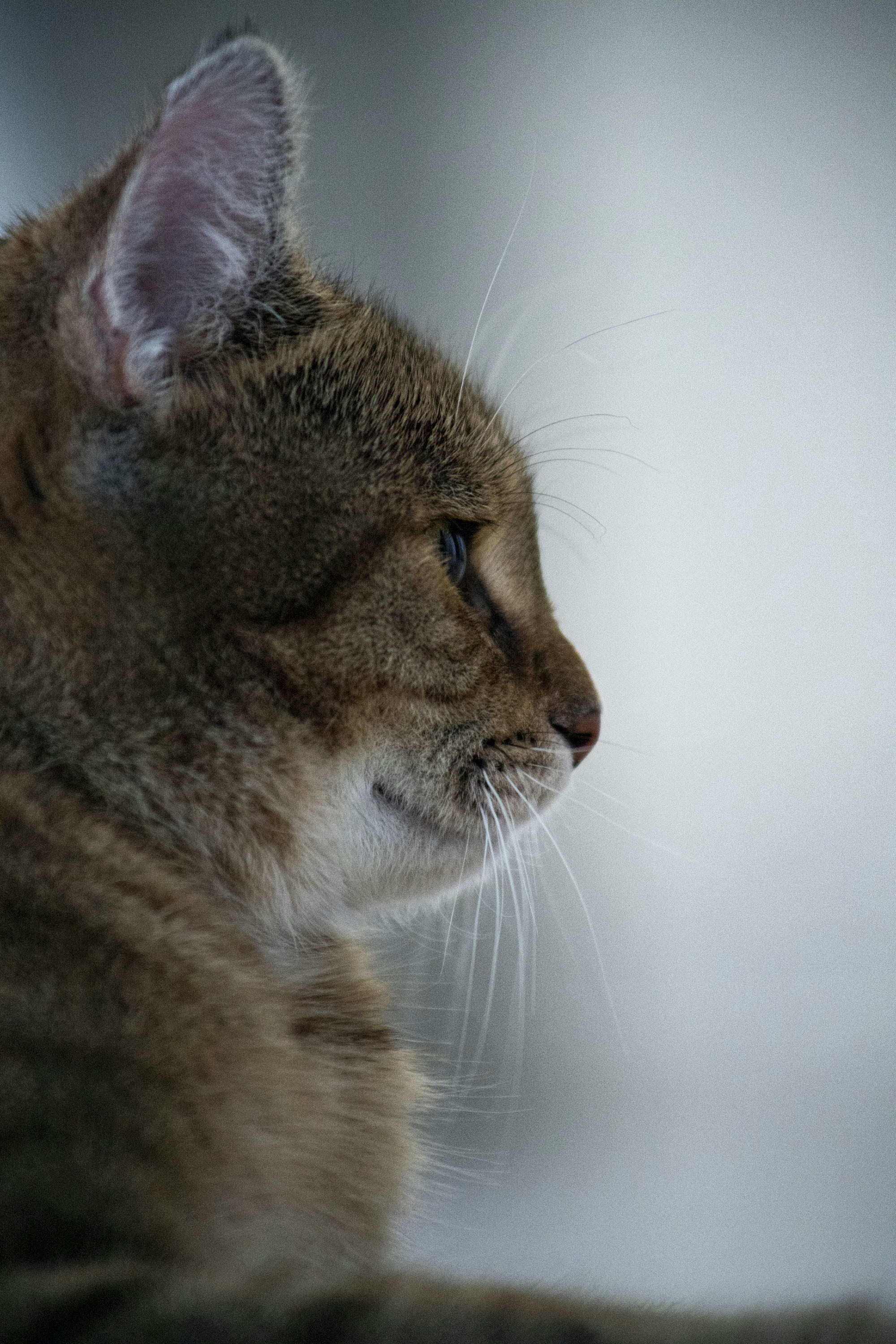 Cat Side Profile Pictures | Download Free Images on Unsplash