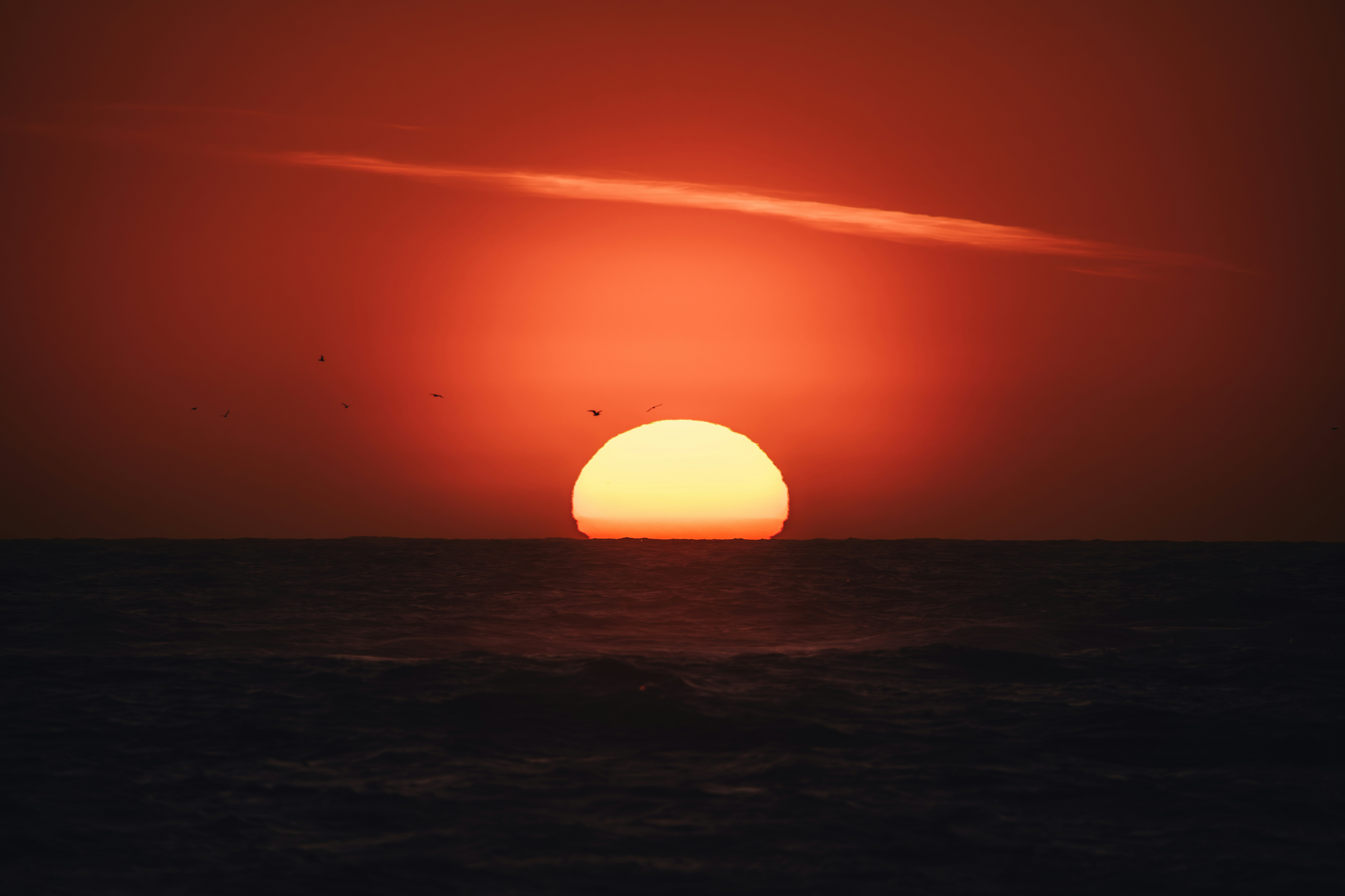 The sun setting over the ocean with birds flying in the sky photo ...