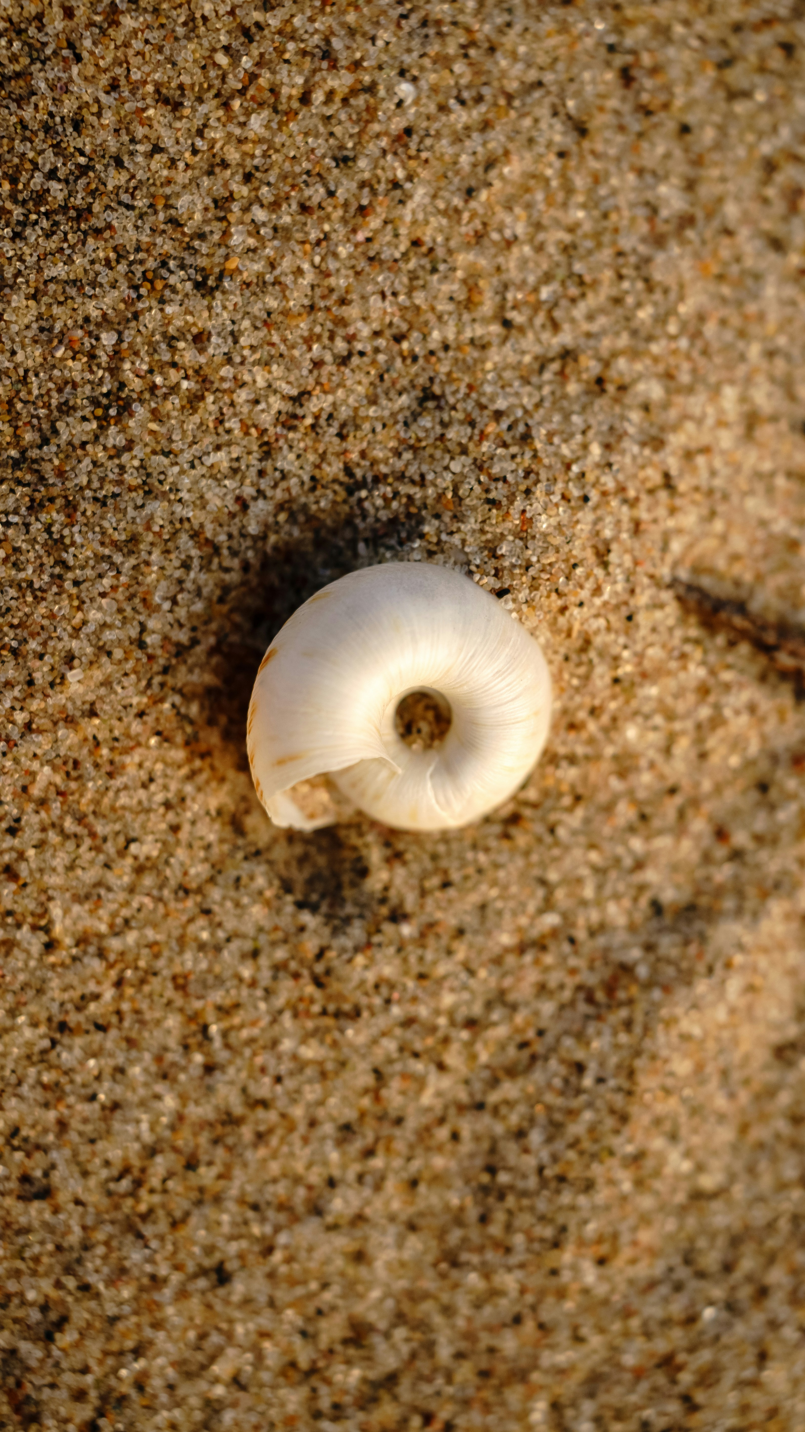 Curved Quietude: A lone seashell resting in sunlit sand