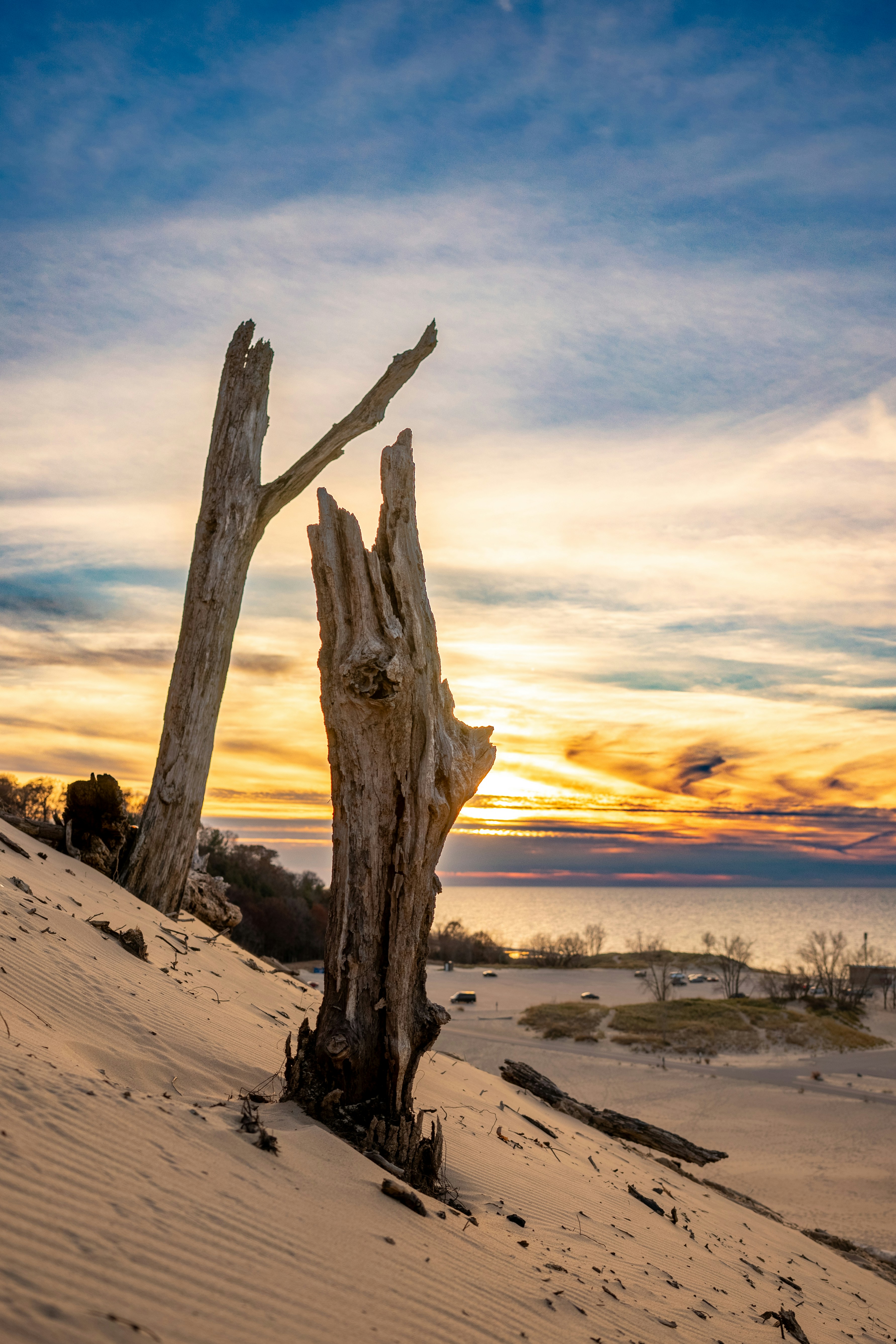 Dune Sentinel at Sunset: Weathered Trunks Framing a Quiet Coast