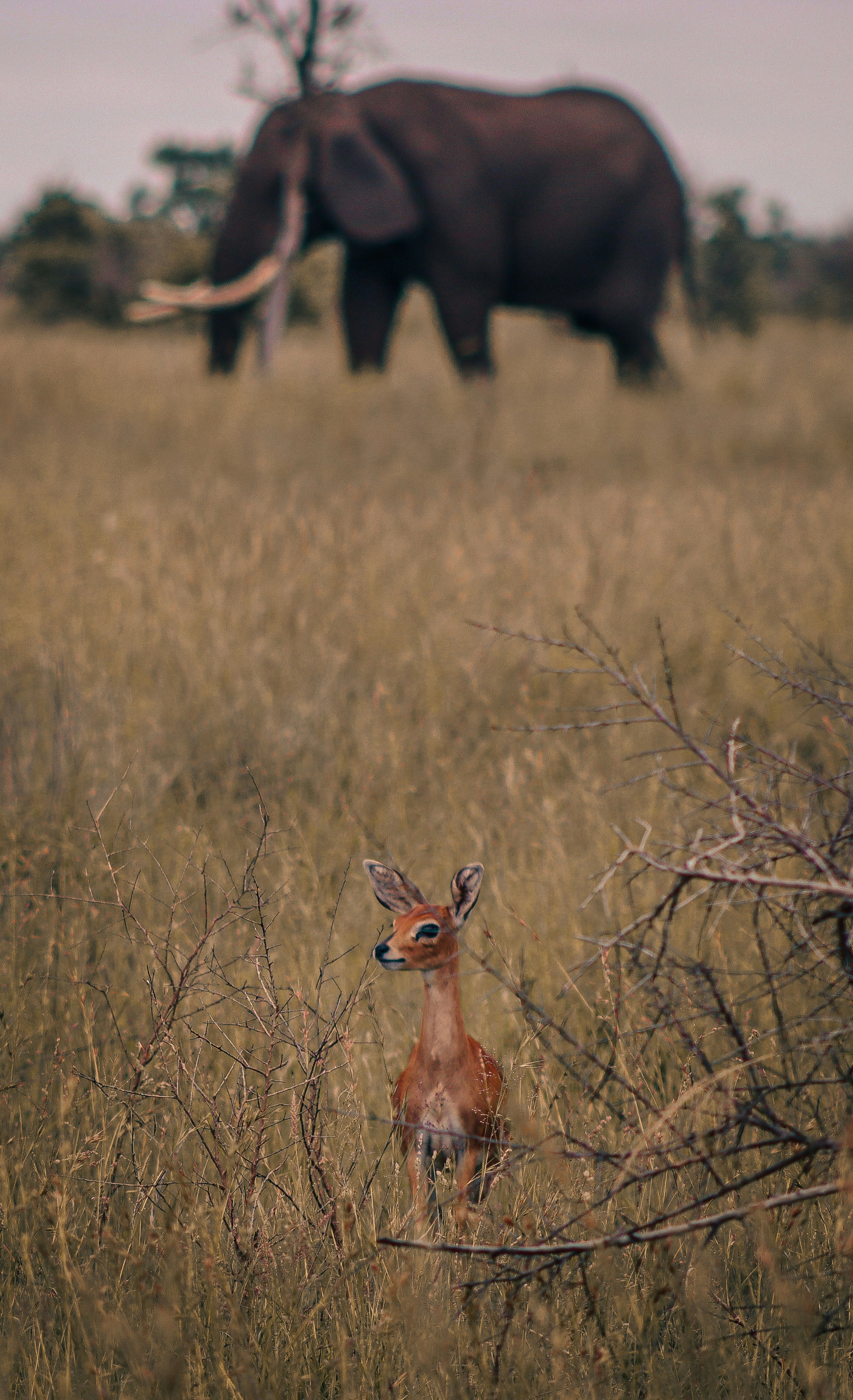 An unaware steenbok stands in the profile of a mighty elephant trodding along in the background.