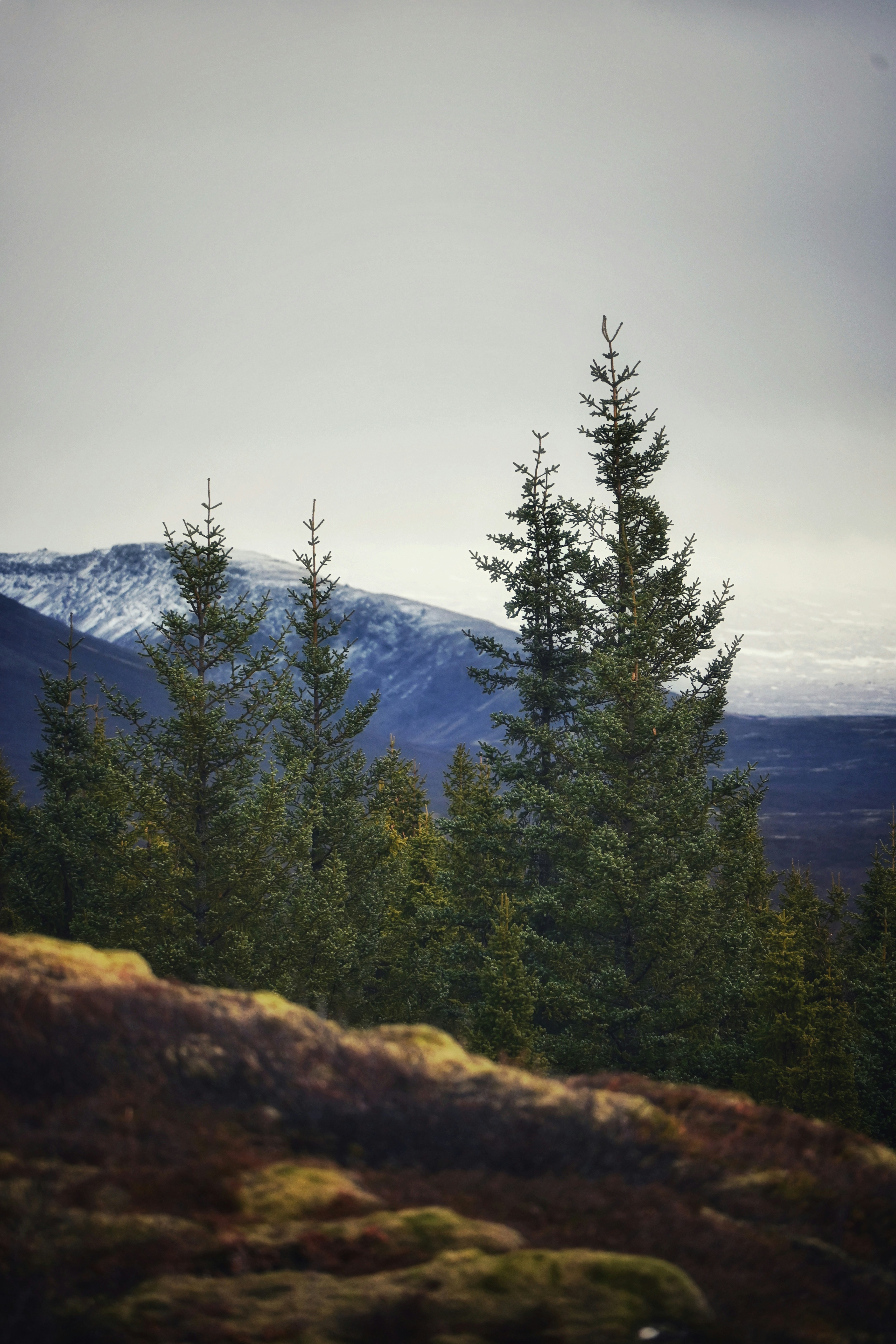 Pine Sentinels on a Snow-Kissed Ridge
