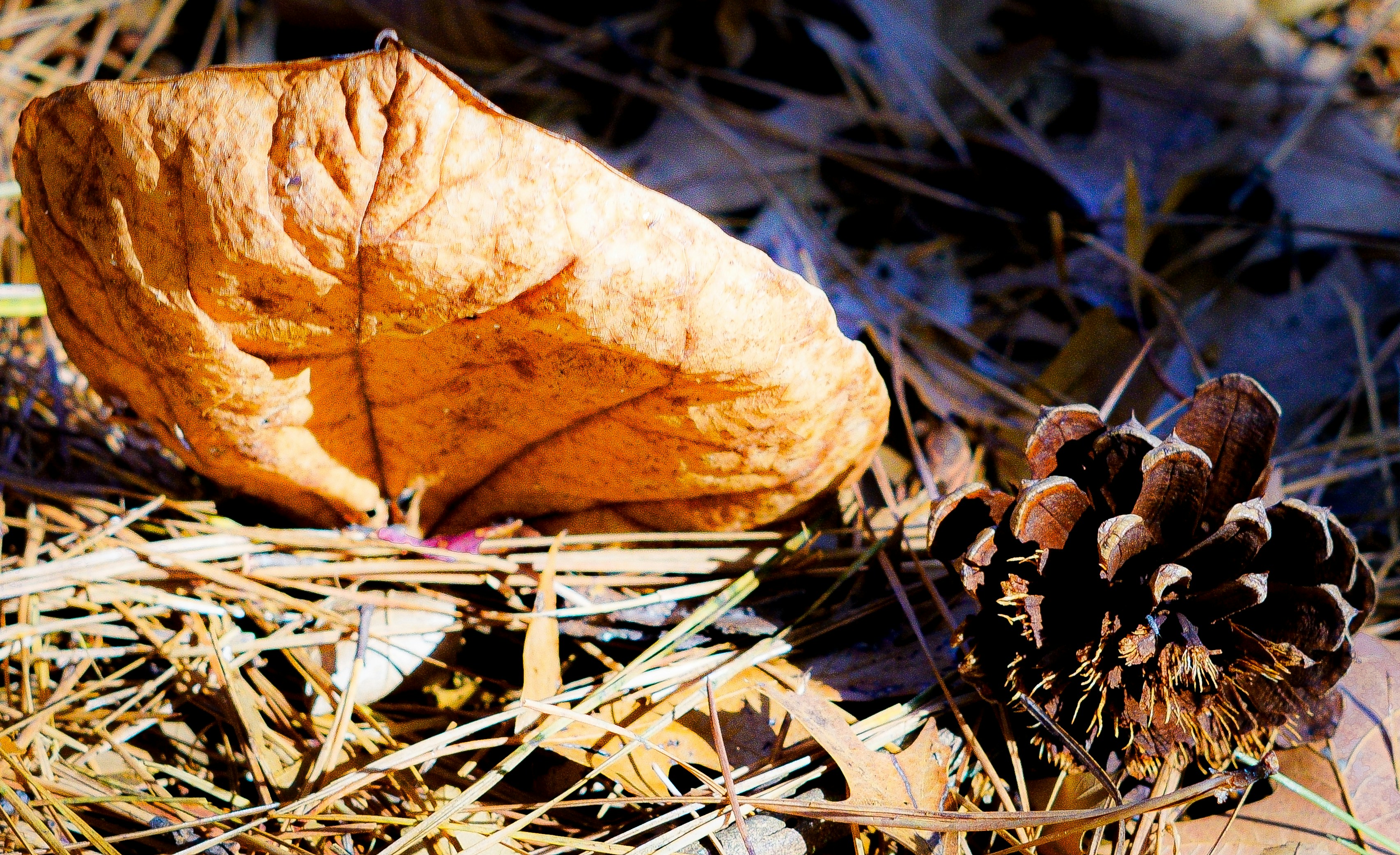 A dried orange leaf rests among pine needles and a pinecone on sunlit forest floor, capturing seasonal texture and contrast.