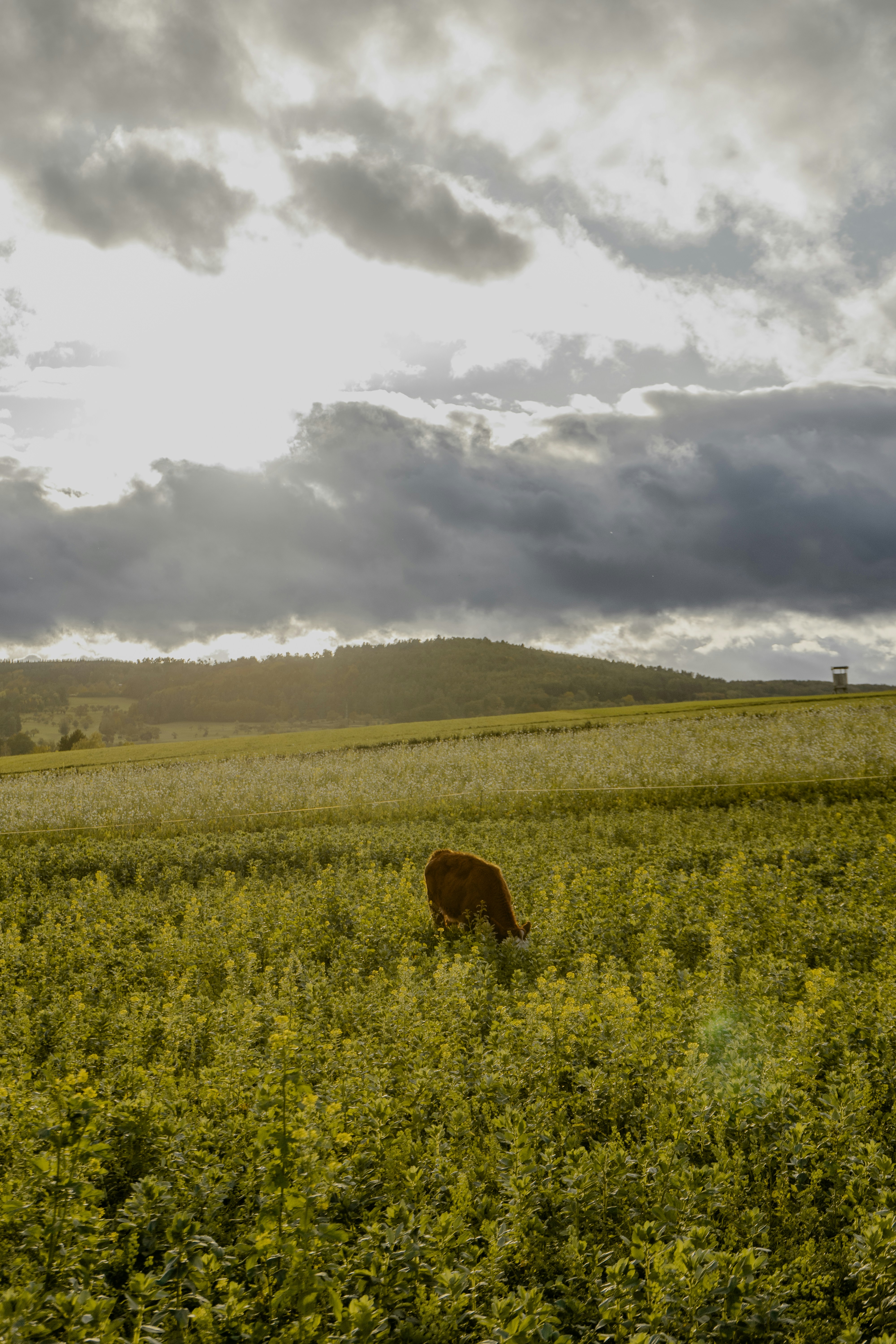 Grazing in the Golden Field Under a Brooding Sky
