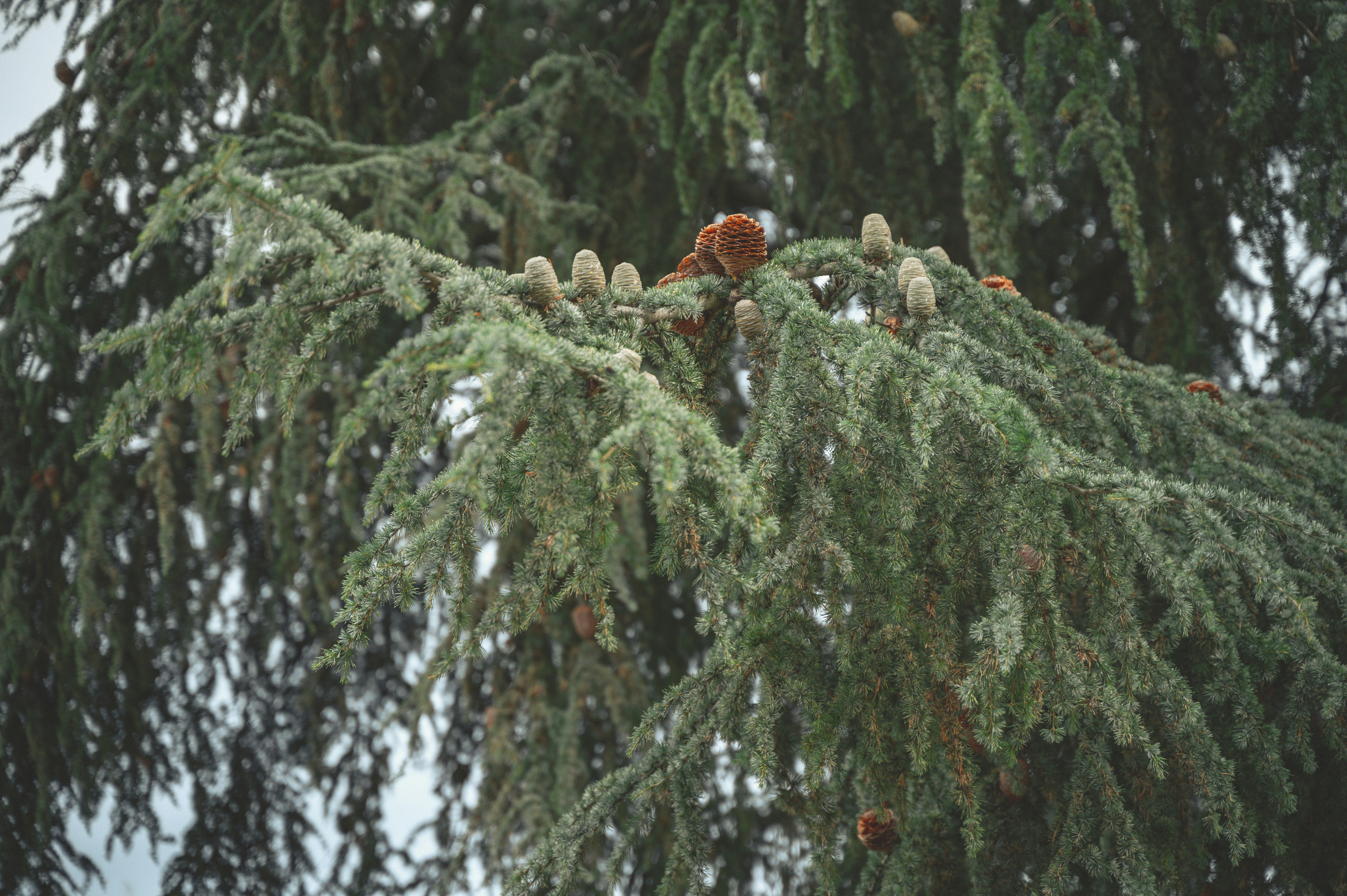 A group of birds perched on top of a tree photo – Free Wallpaper Image ...