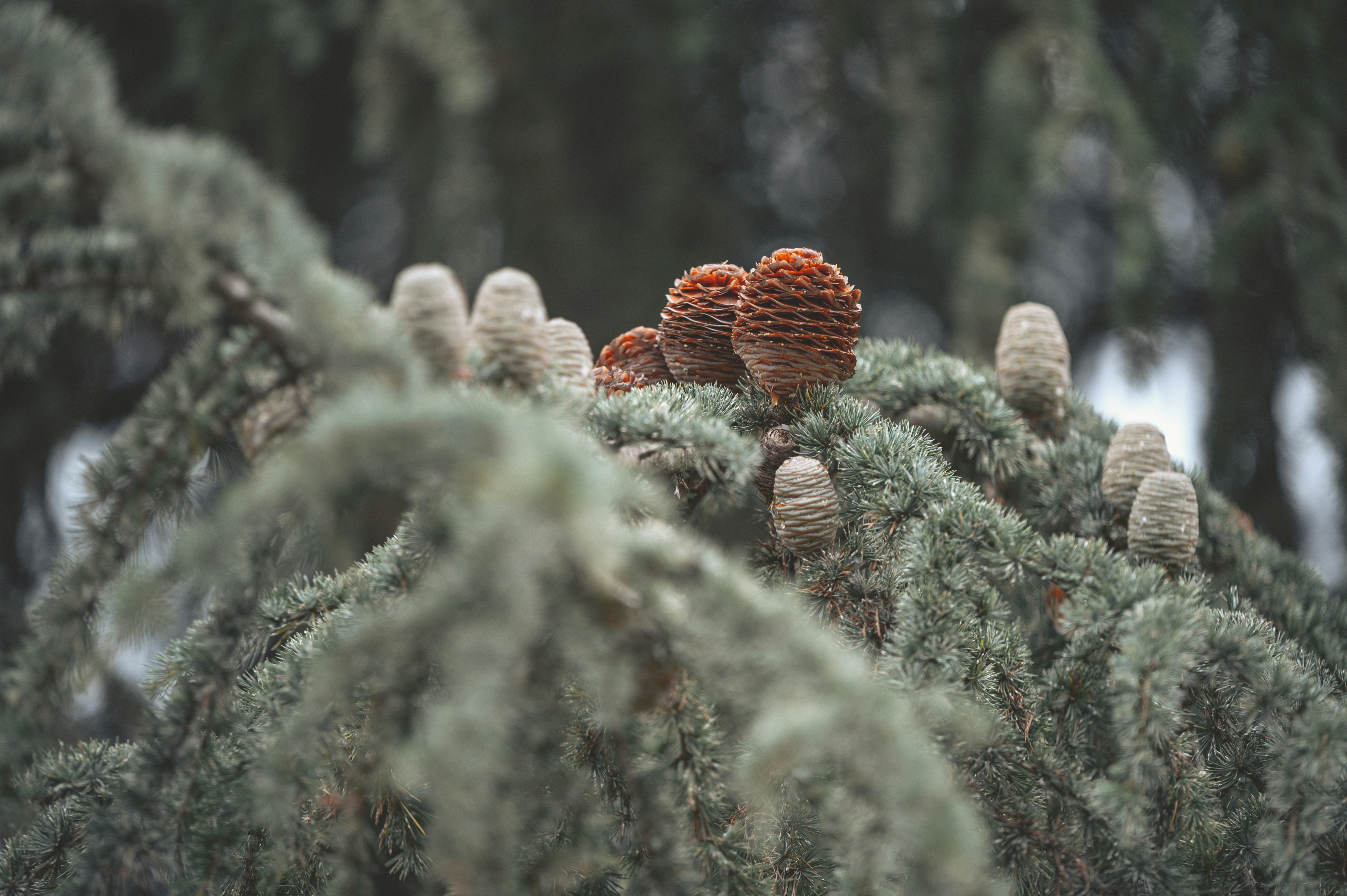 Amber Cones Crown the Quiet Spruce