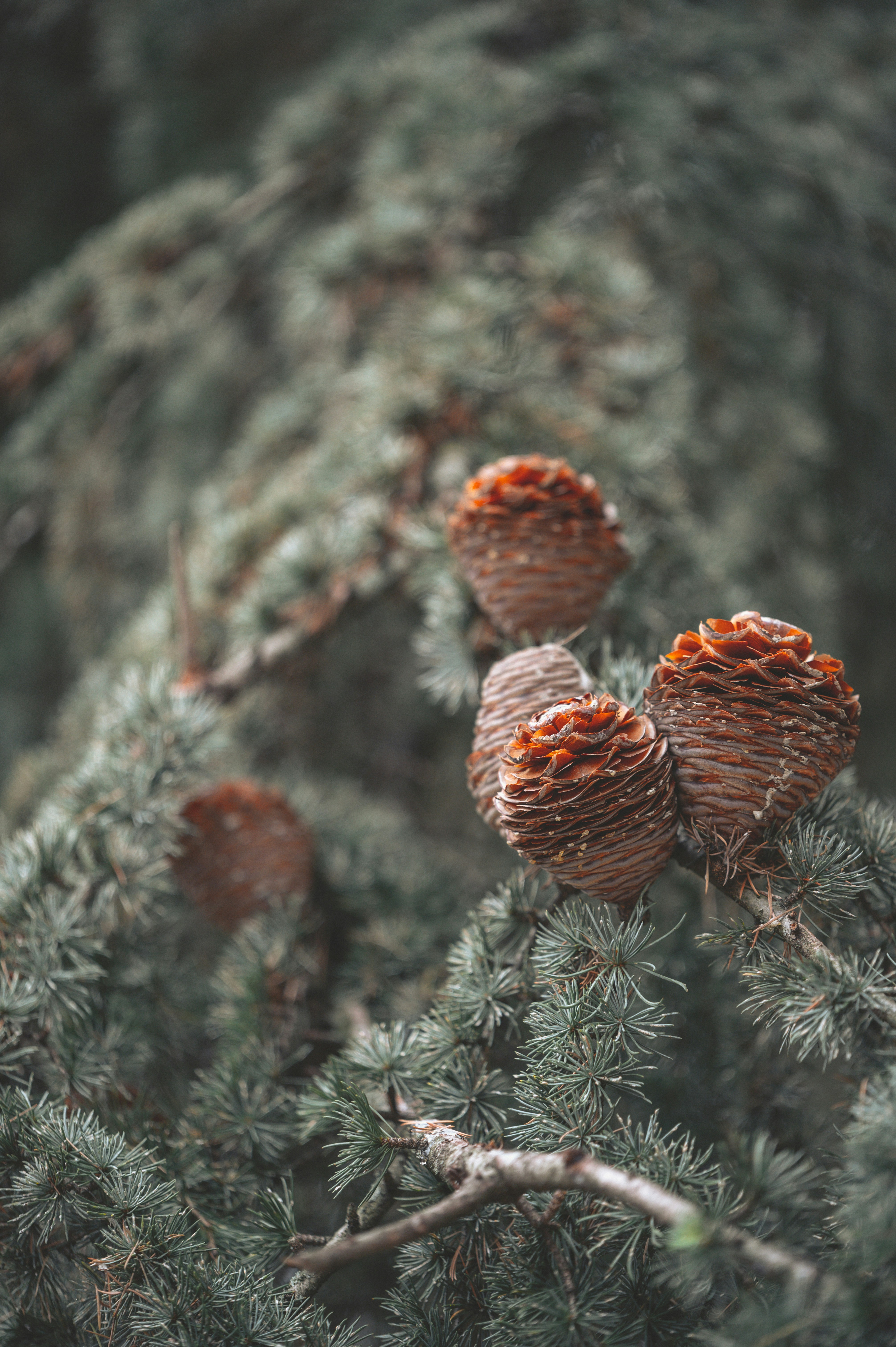 Three Pinecones Anchored by Frosted Blue Spruce Needles