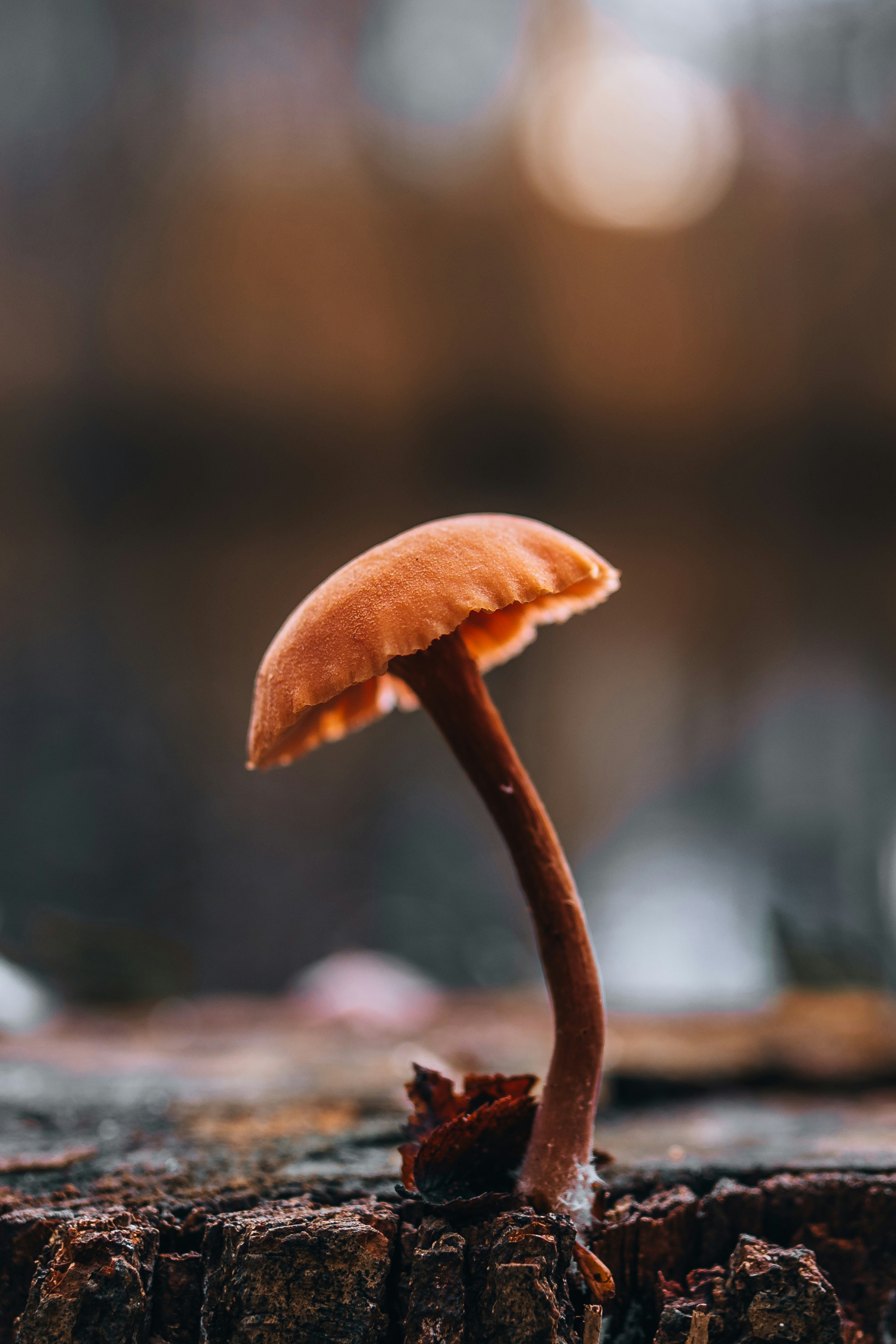 Curved Stem, Velvet Cap: A Quiet Forest Microcosm Emerges
