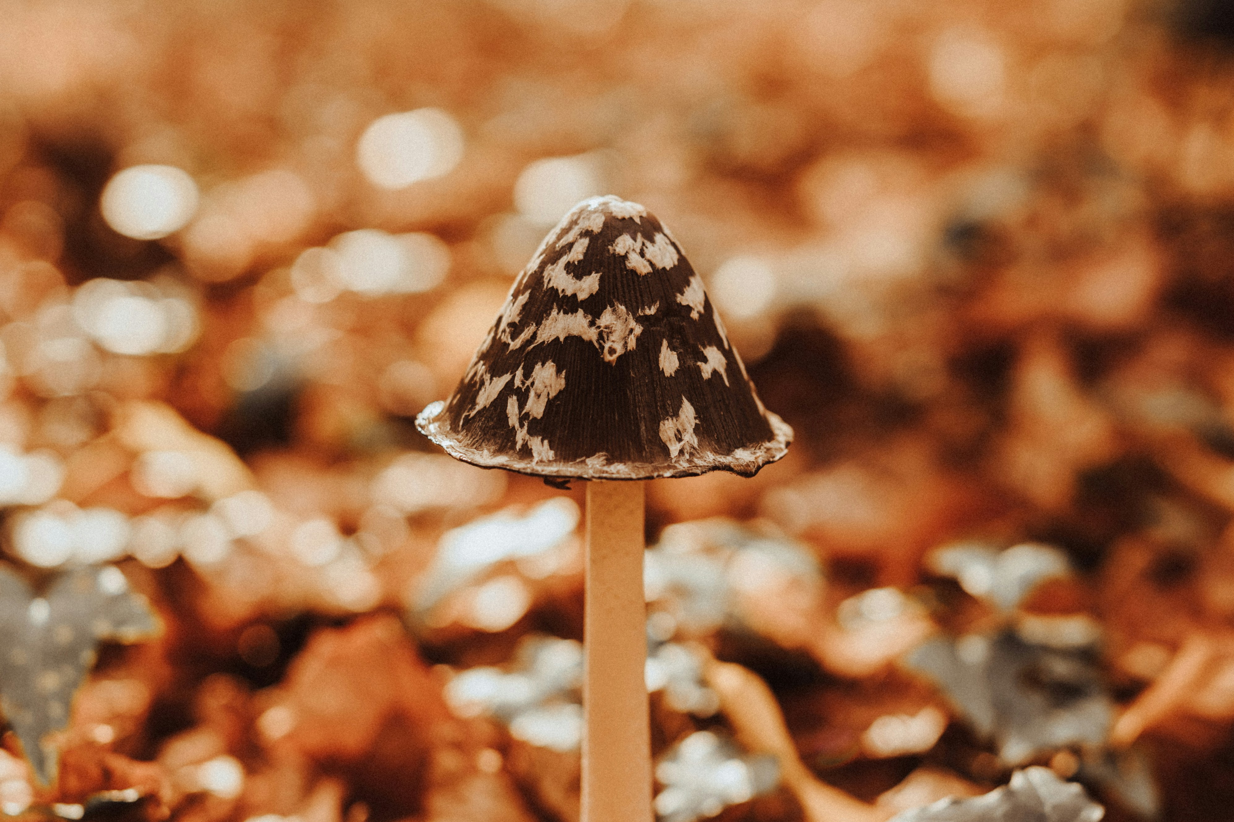 Autumn's Speckled Cap: A Lone Mushroom in Leaf-Litter Spotlight
