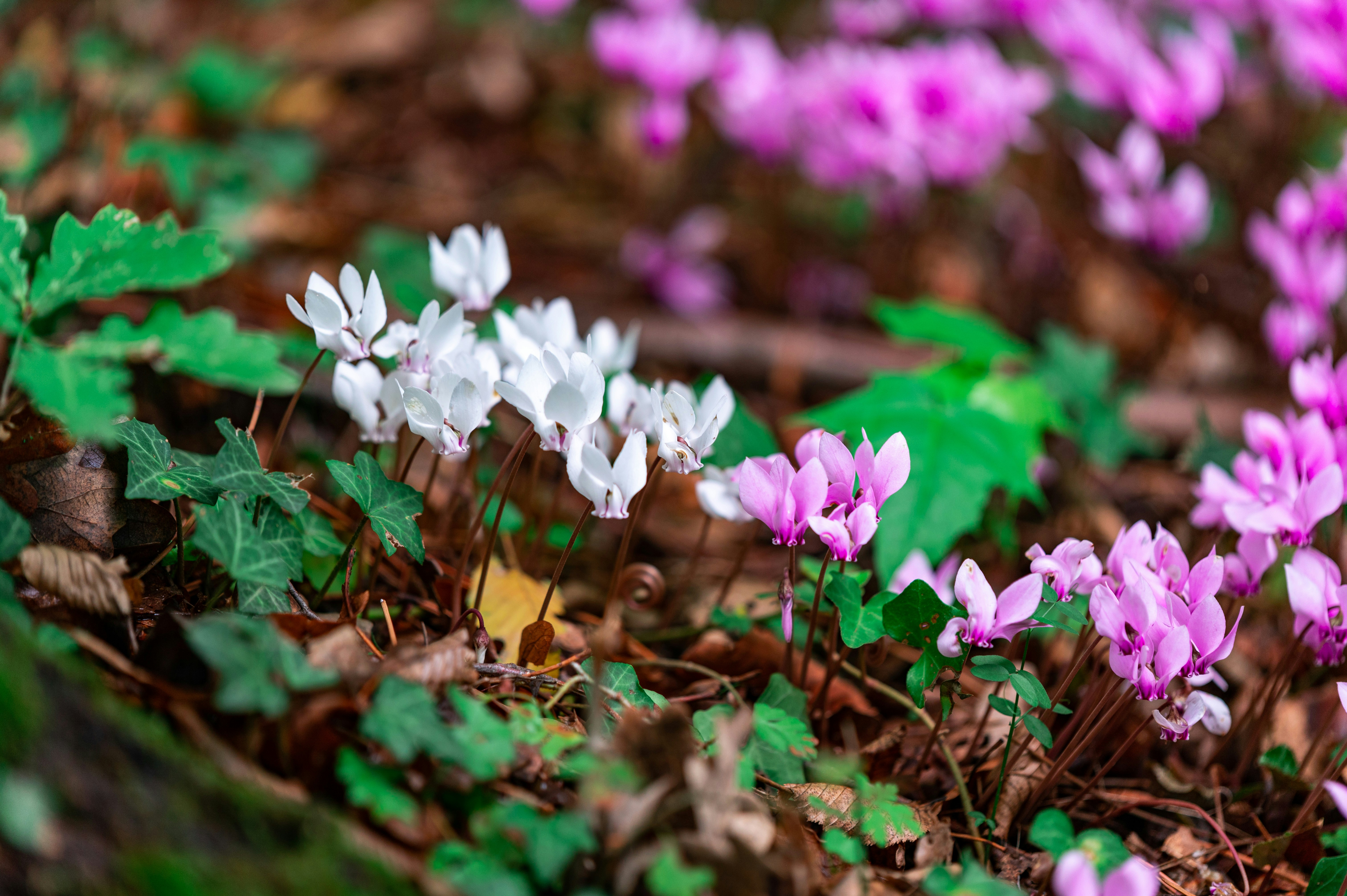 Delicate white and pink cyclamen flowers emerge among lush green foliage in a serene woodland setting.