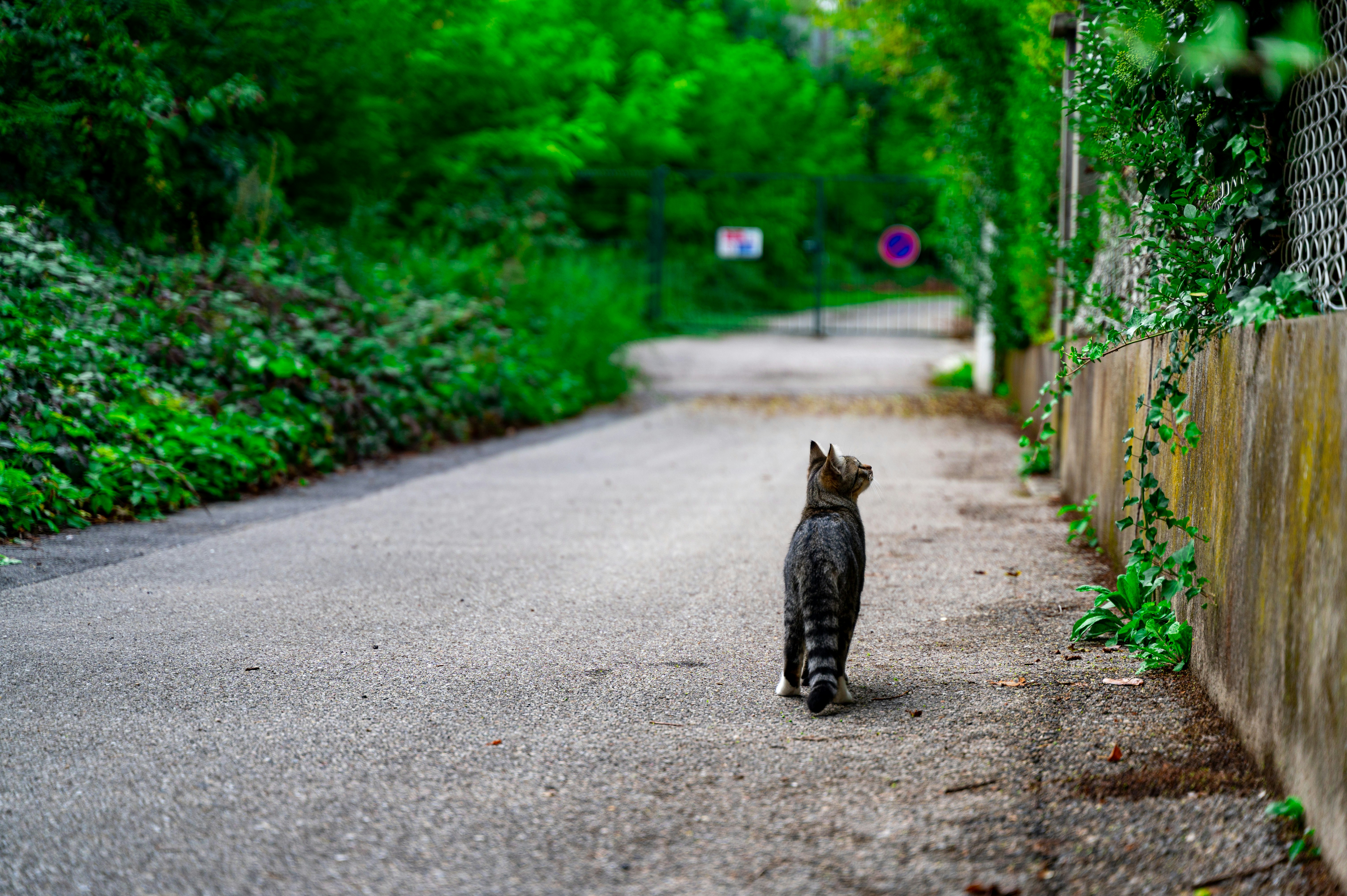 Emerald Lane: A lone cat on a sunlit suburban path