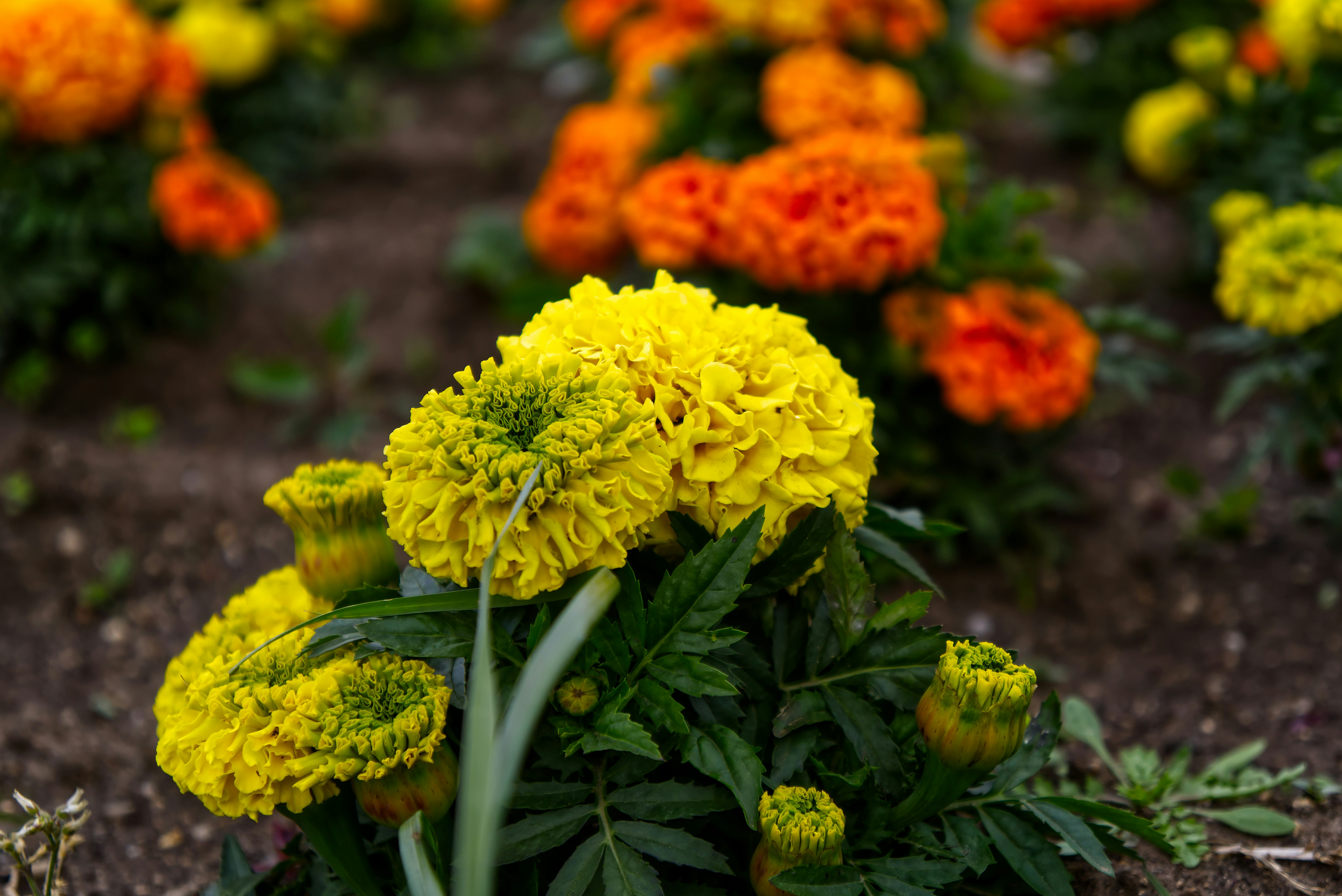 Golden Pom-Pom in a Garden Mosaic: Close-Up on a Marigold Bed