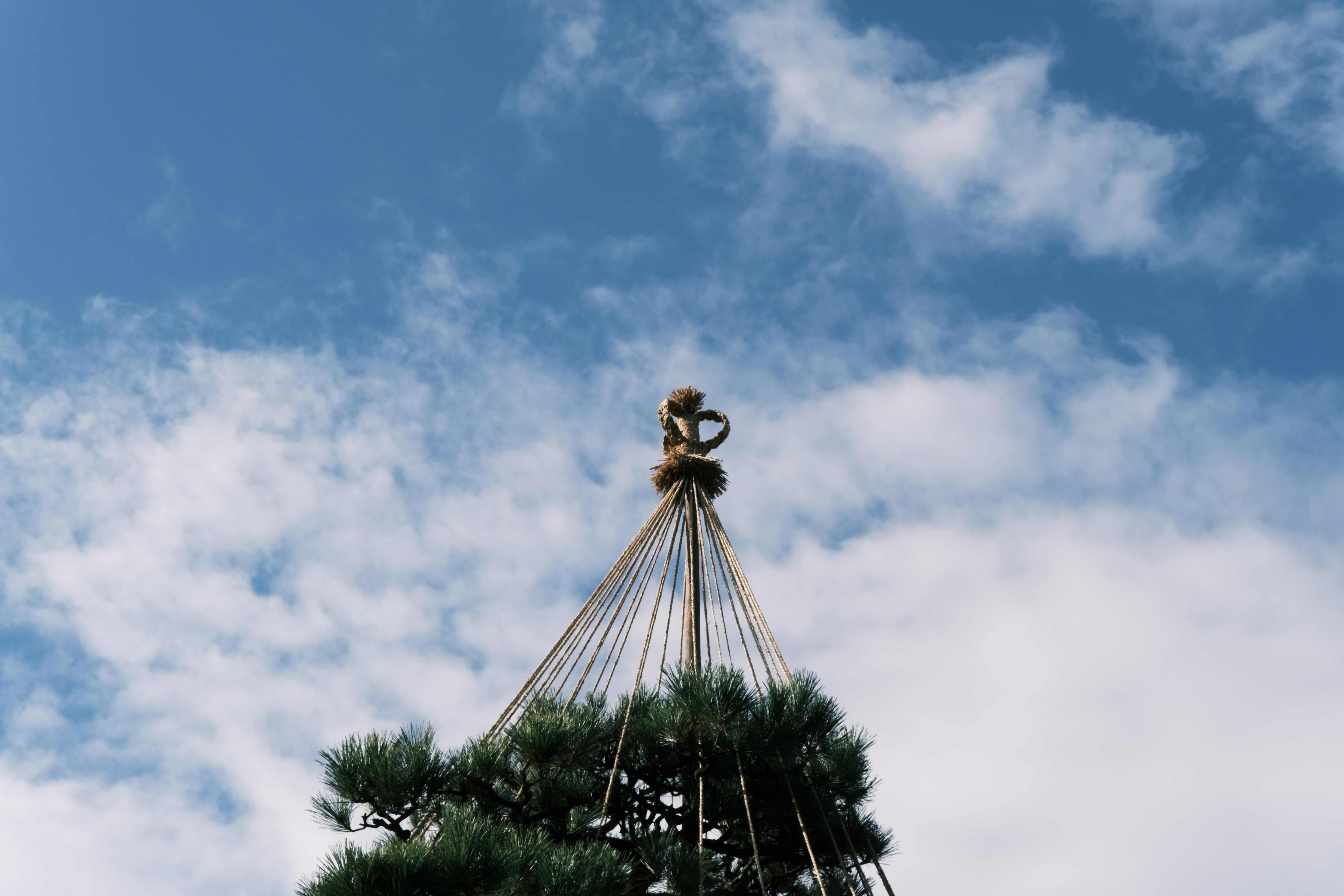 Summit Crown on a Wind-Swept Pine