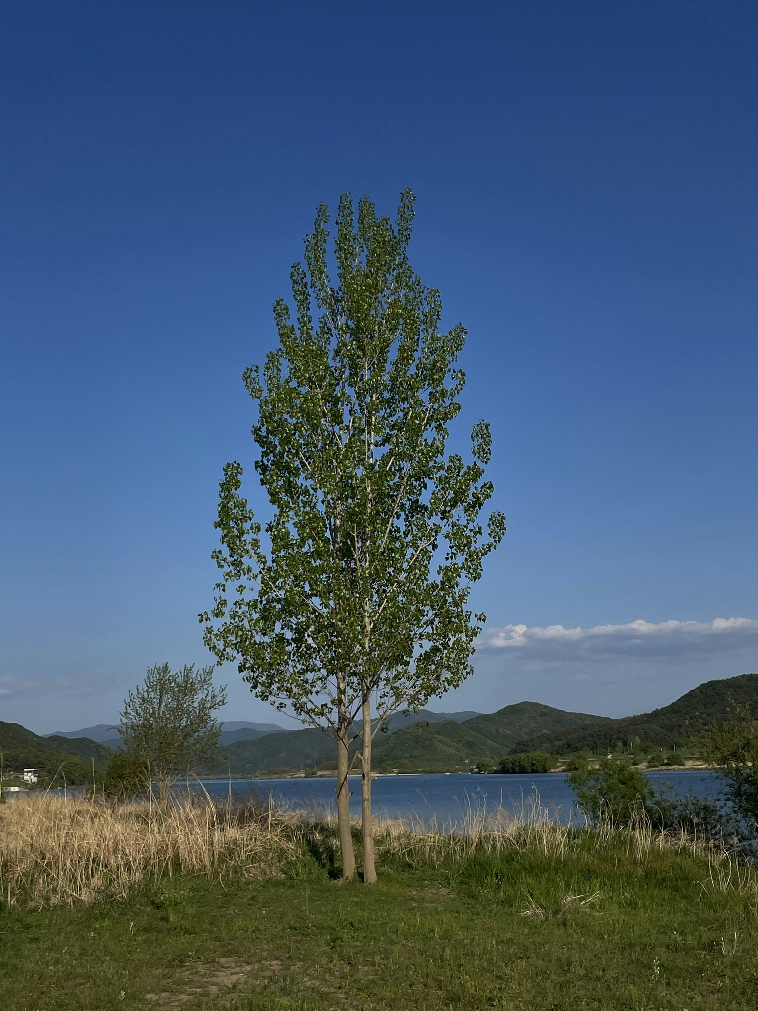 Lone Poplar by the Lake: A Quiet Landscape Under Clear Blue Skies