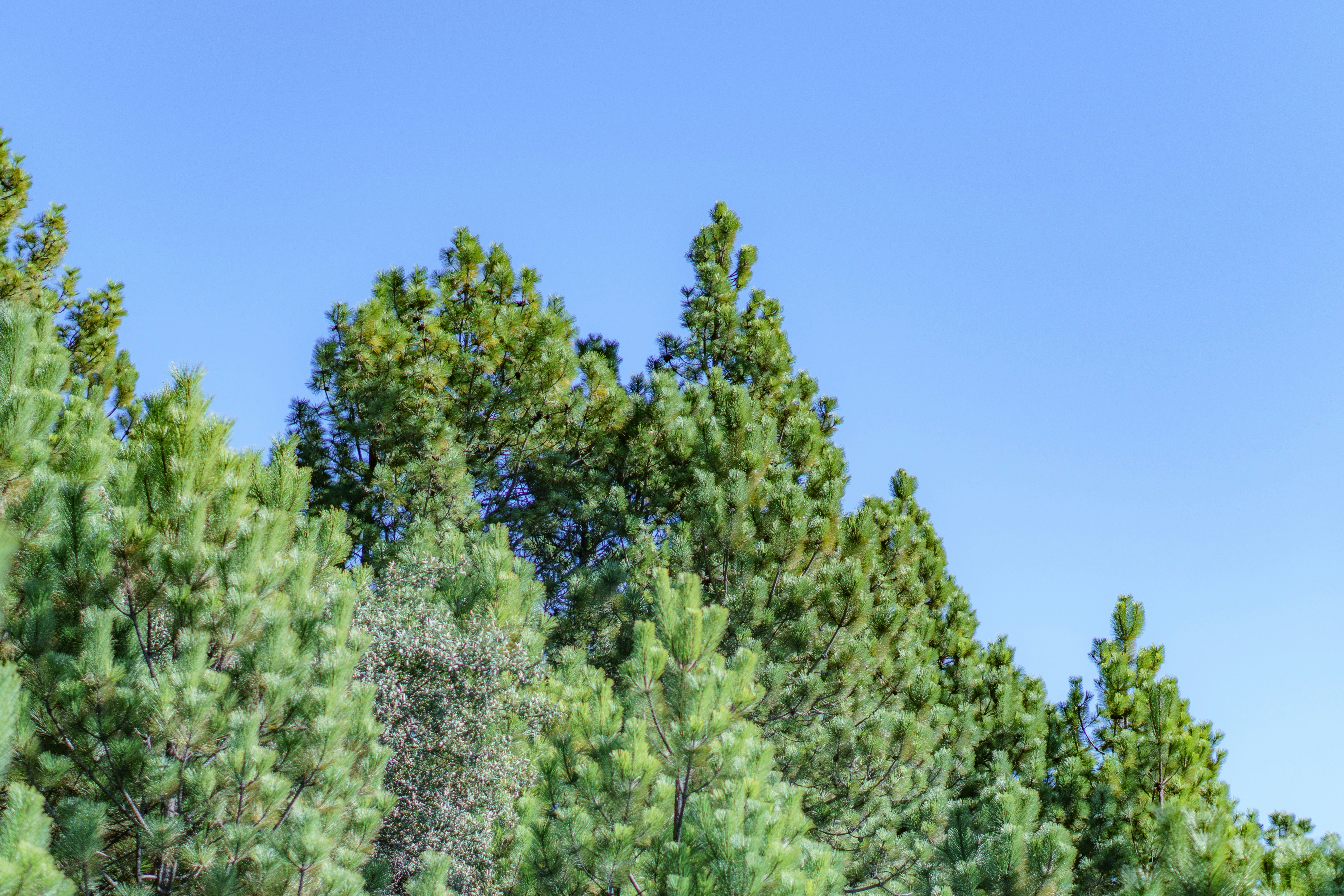 Lush green treetops beneath a clear blue sky.