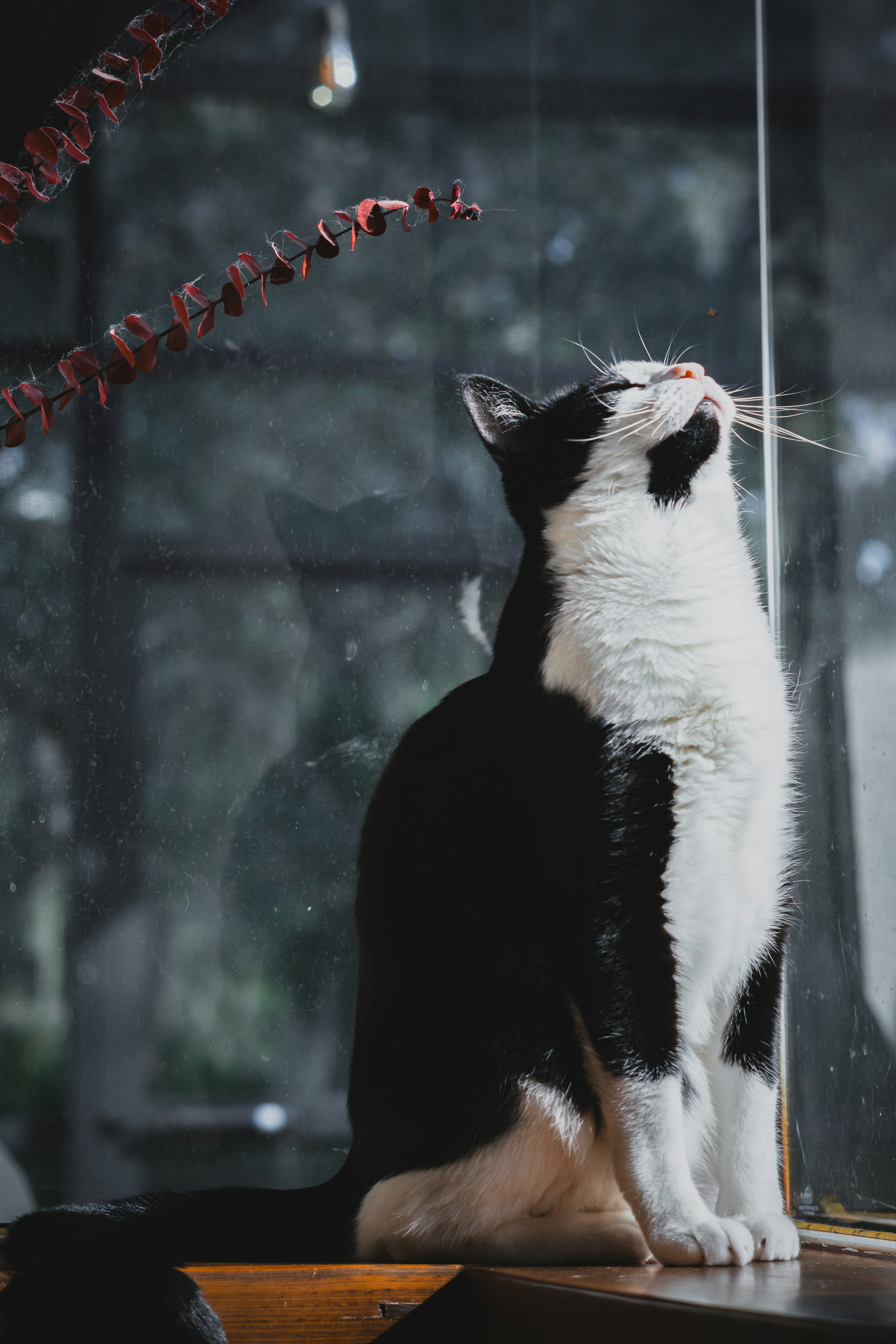Glass-Window Gazer: A Tuxedo Cat Contemplates a Crimson Vine