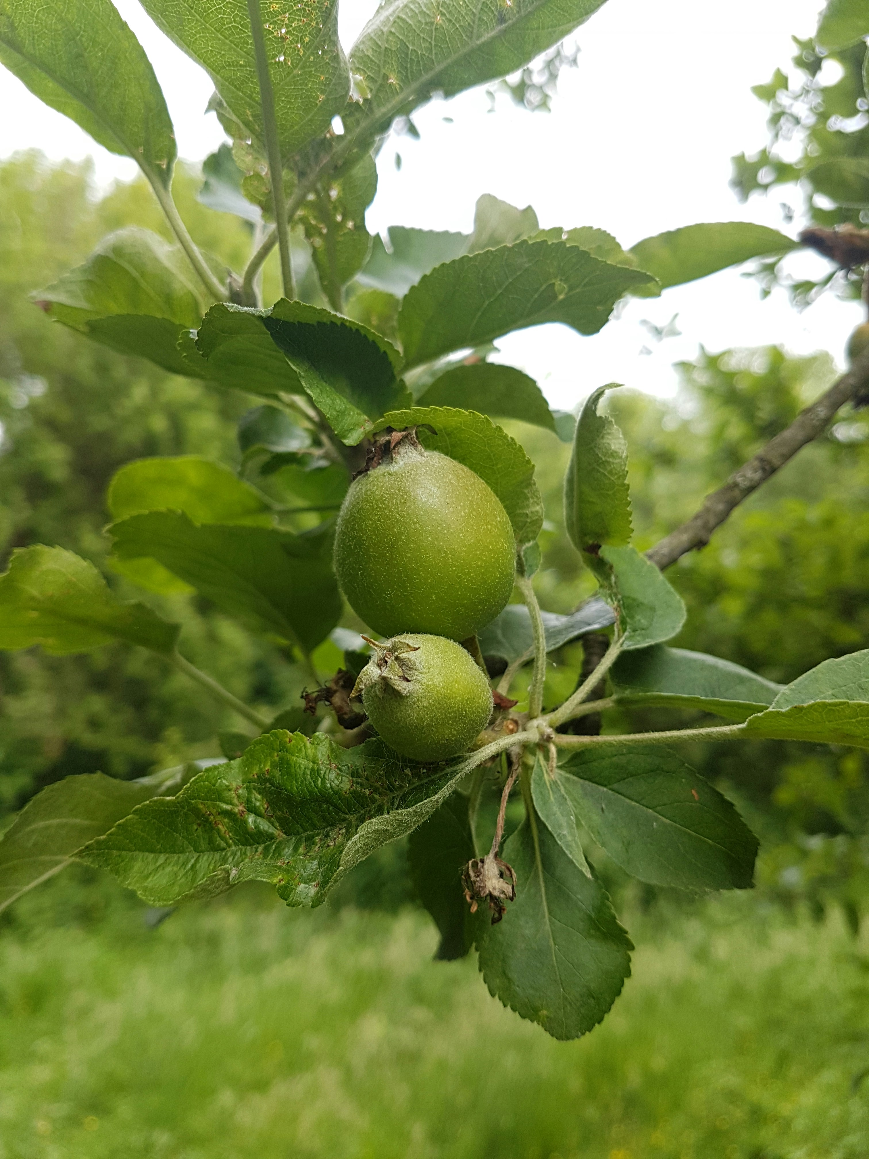 Emerald Orbs on a Slender Orchard Twig