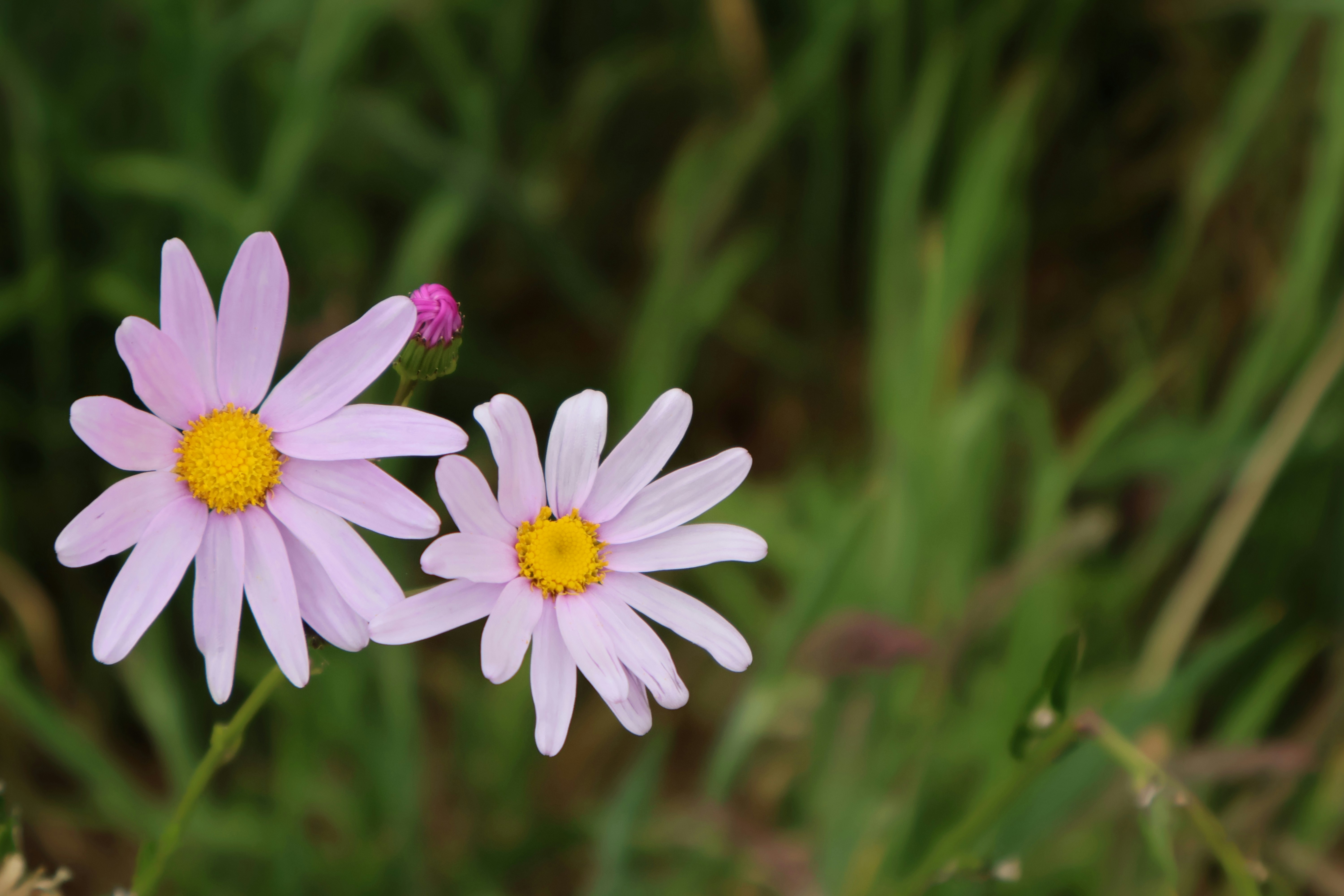 Two pink daisies with yellow centers stand out against a backdrop of lush green grass.