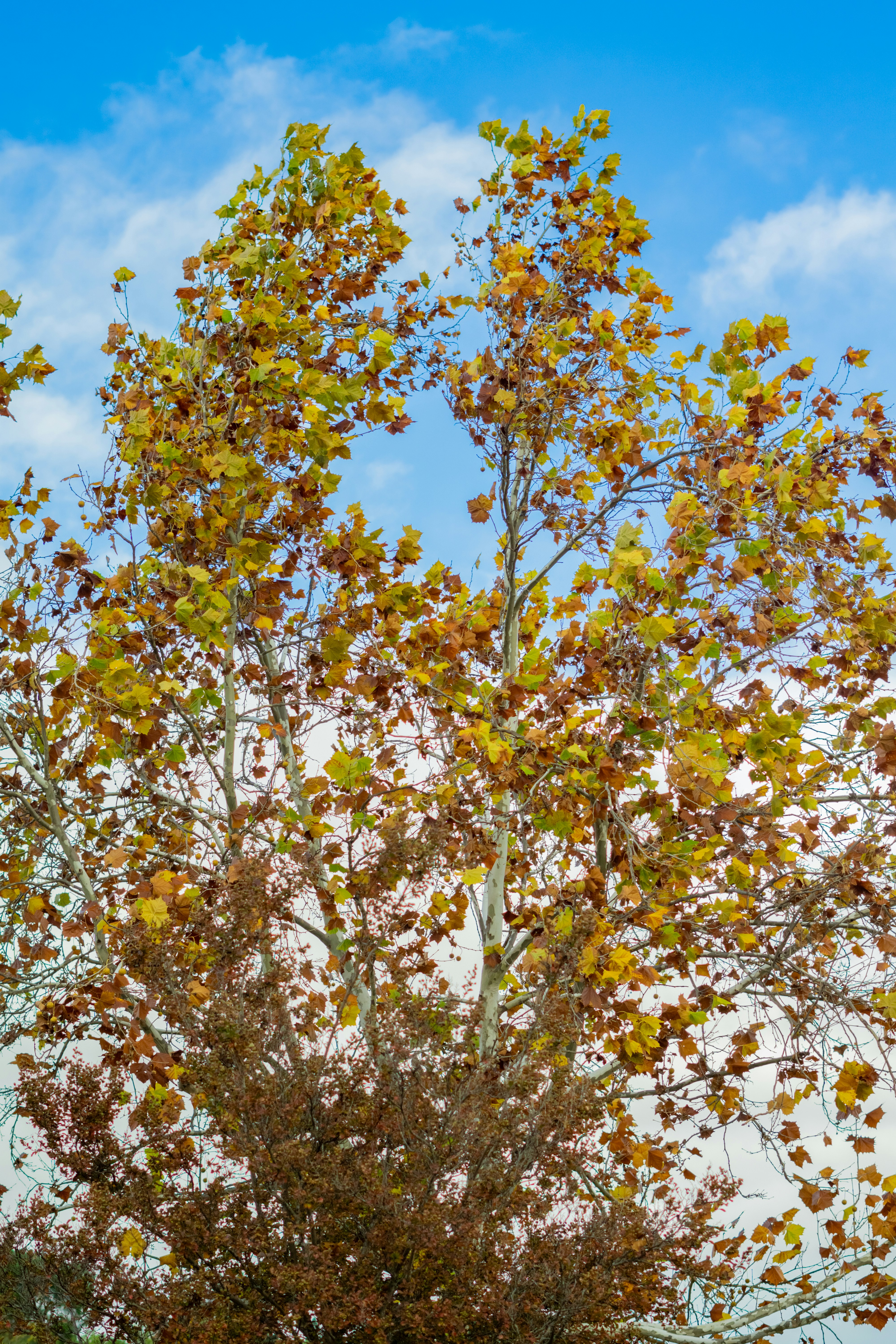 Foto Un árbol con hojas amarillas y un cielo azul en el fondo – Imagen ...