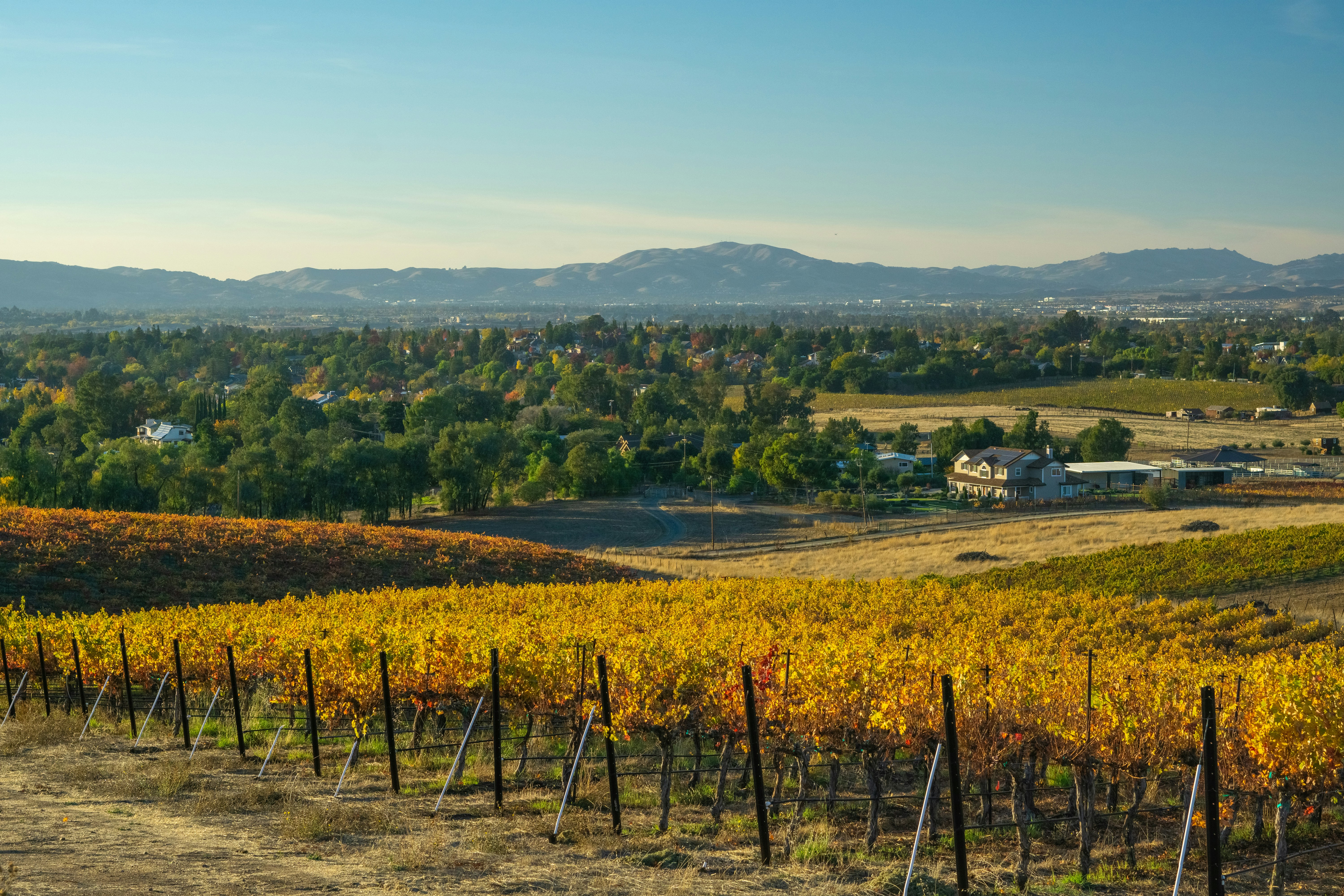 A scenic view of a vineyard in autumn photo – Free Livermore Image on ...