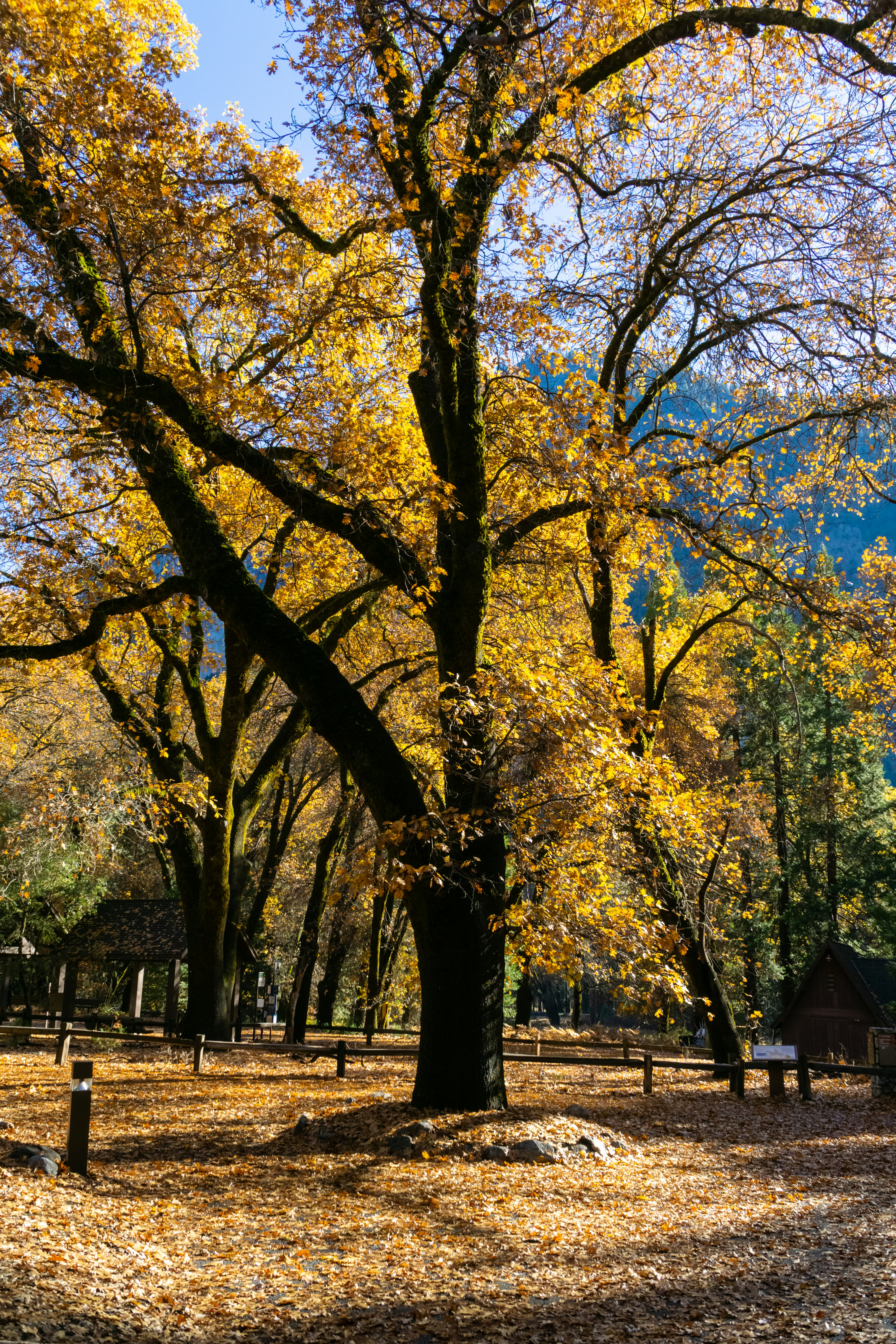 A large tree with yellow leaves in a park photo – Free Wallpaper Image ...