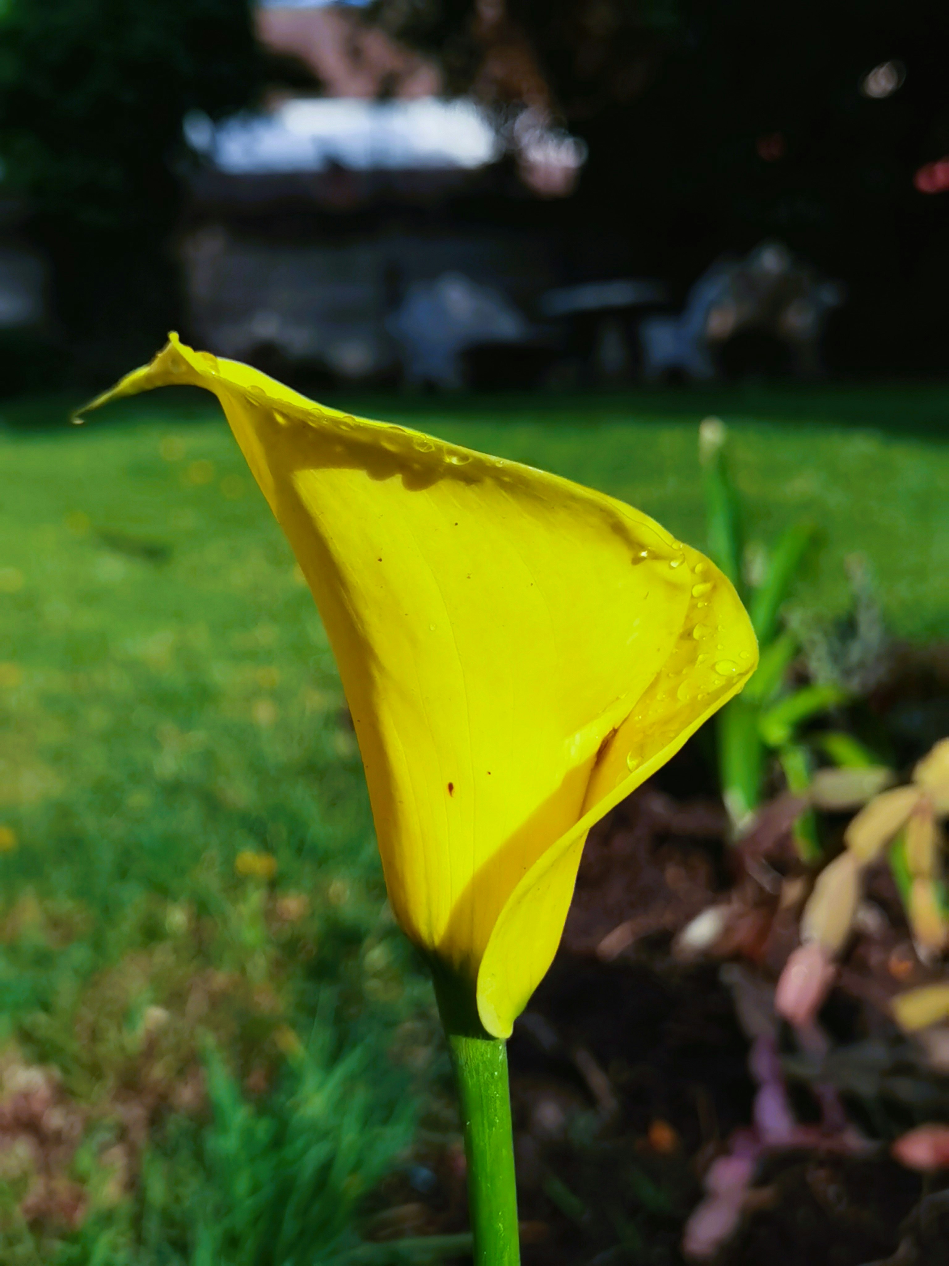 Golden Calla in Focus: A Close-Up Portrait from a Quiet Garden