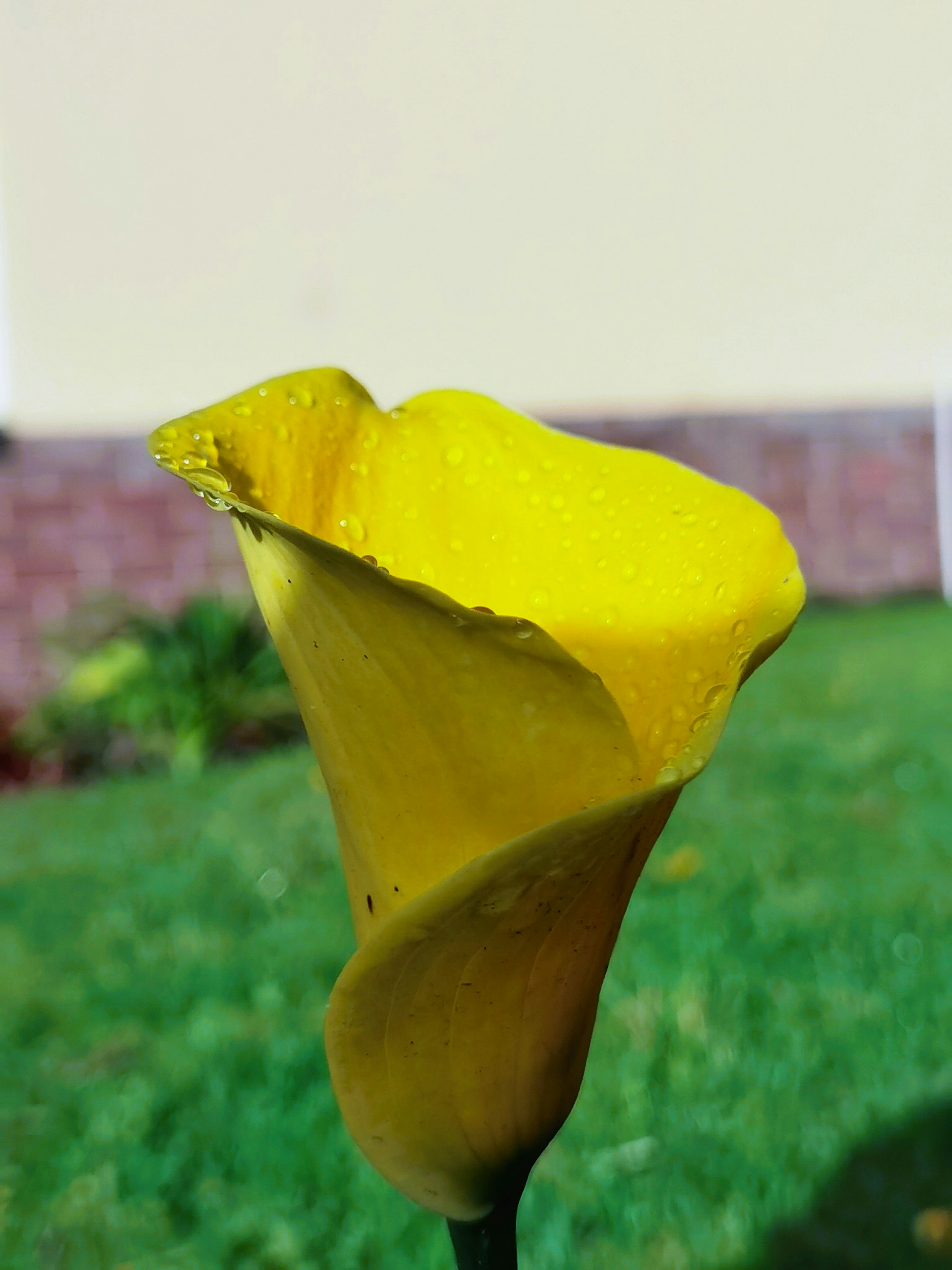 Dew-Kissed Yellow Calla: A Portrait of Curves and Drops