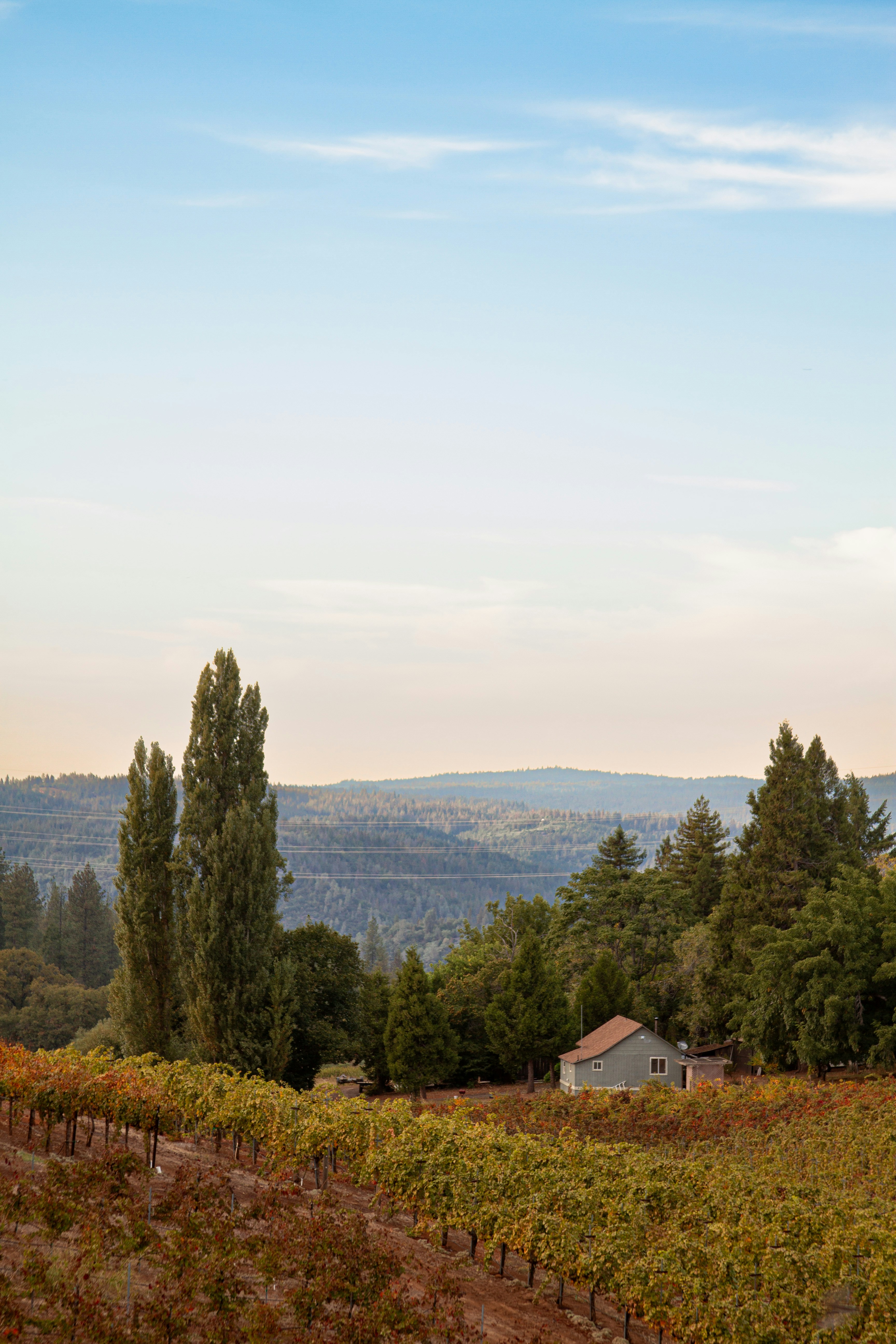 Vineyard Quietude: A Farmhouse Framed by Rolling Hills